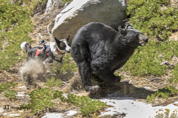 How Karelian Bear Dogs Are Keeping Wildlife Out of Harm's Way | Mental ...