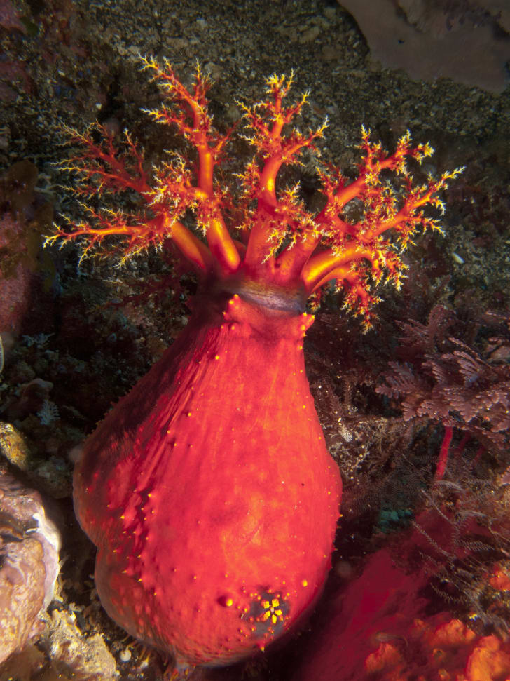 10 Juicy Facts About Sea Apples | Mental Floss