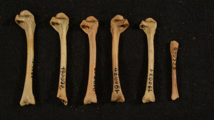 A New Way to Tell If a Dead Duck Could Fly | Mental Floss