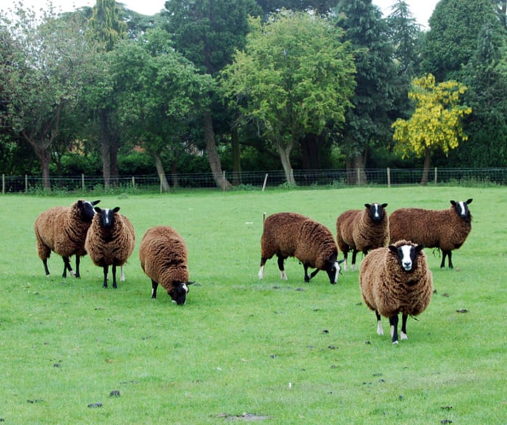 11 Distinctive Breeds of Sheep | Mental Floss