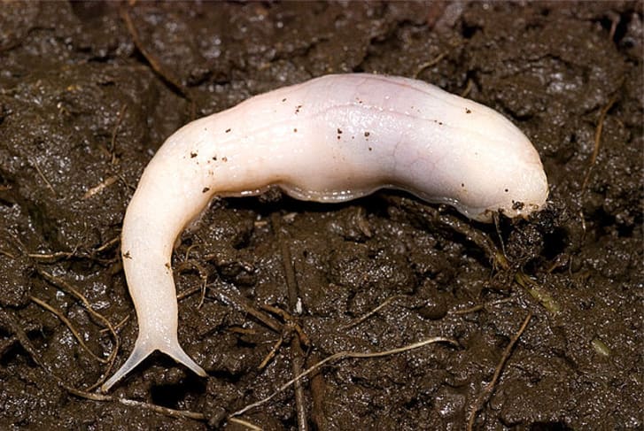 10 Slippery Facts About Slugs | Mental Floss