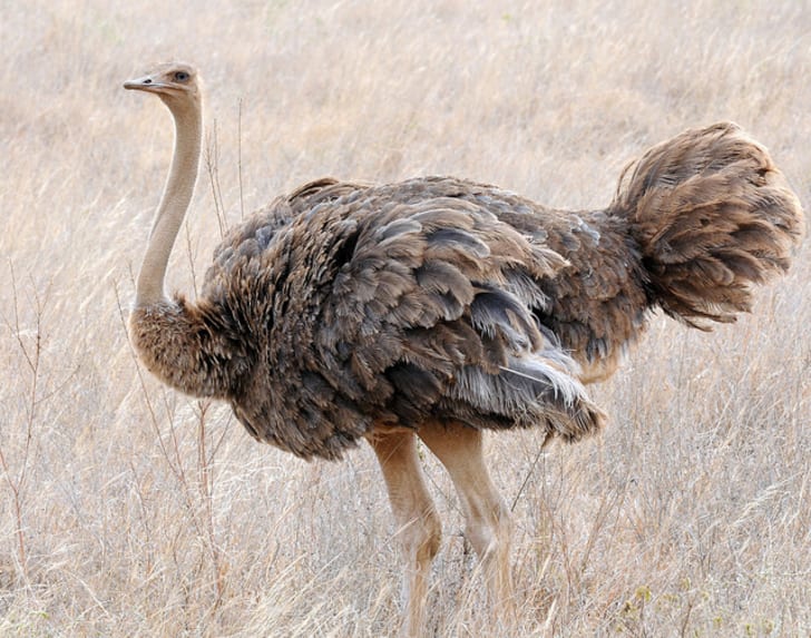14 Flightless Facts About Ostriches | Mental Floss