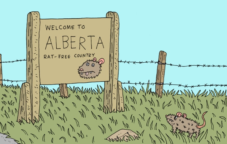 7 Things You Probably Didn’t Know About Rats | Mental Floss