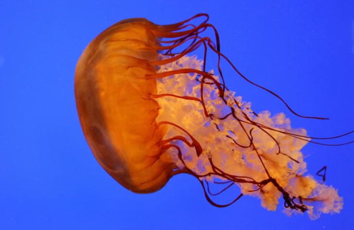 15 Electrifying Facts About Jellyfish | Mental Floss