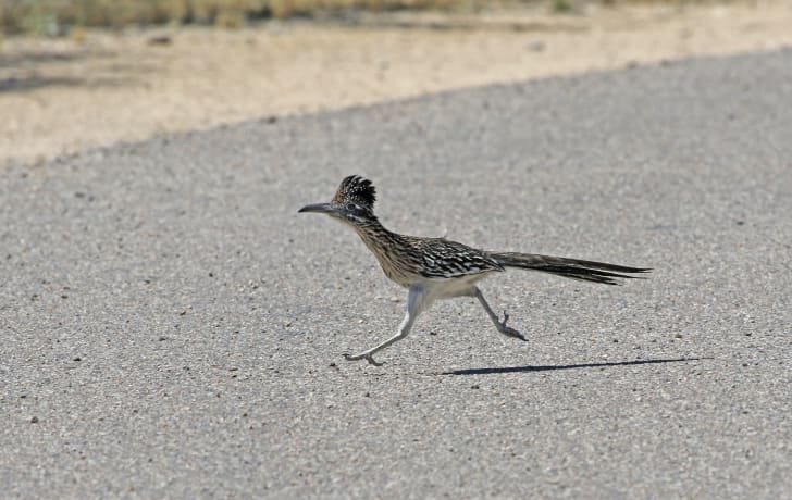 10 Quick Facts About Roadrunners | Mental Floss