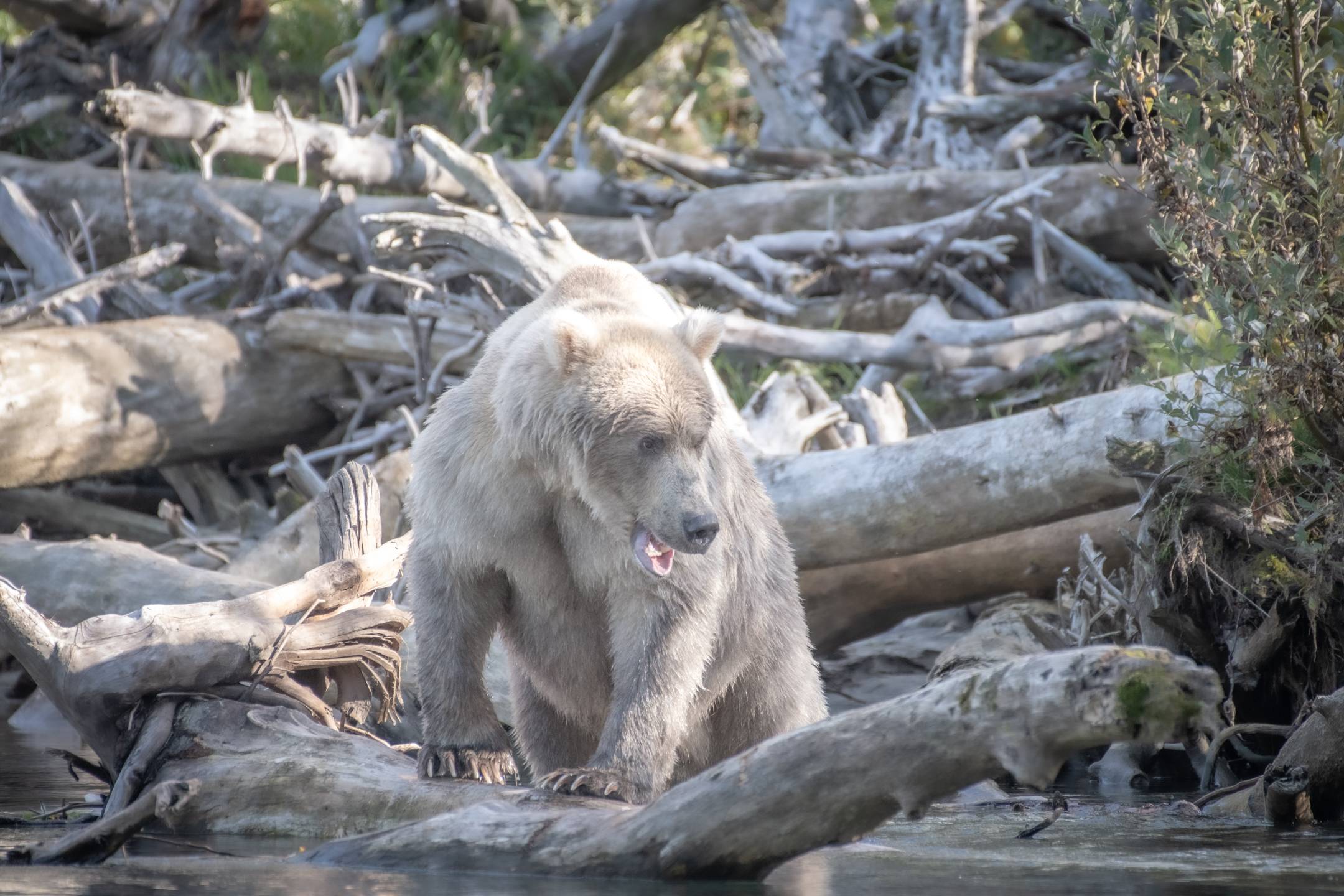 The Day I Met the White Bear: A Grizzly Encounter in Alaska