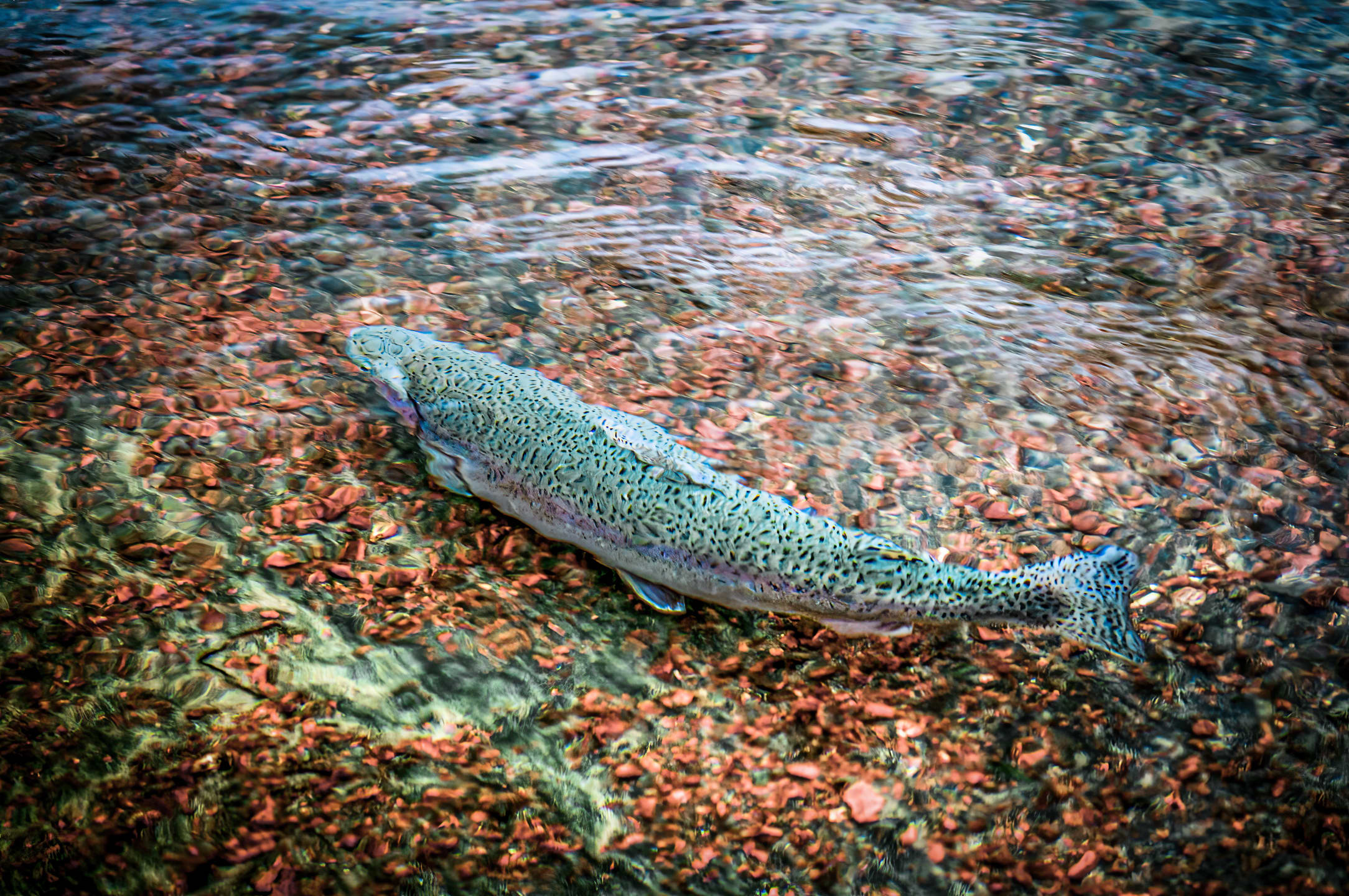 Best Trout Flies When You Don’t Know What the Fish Are Feeding On