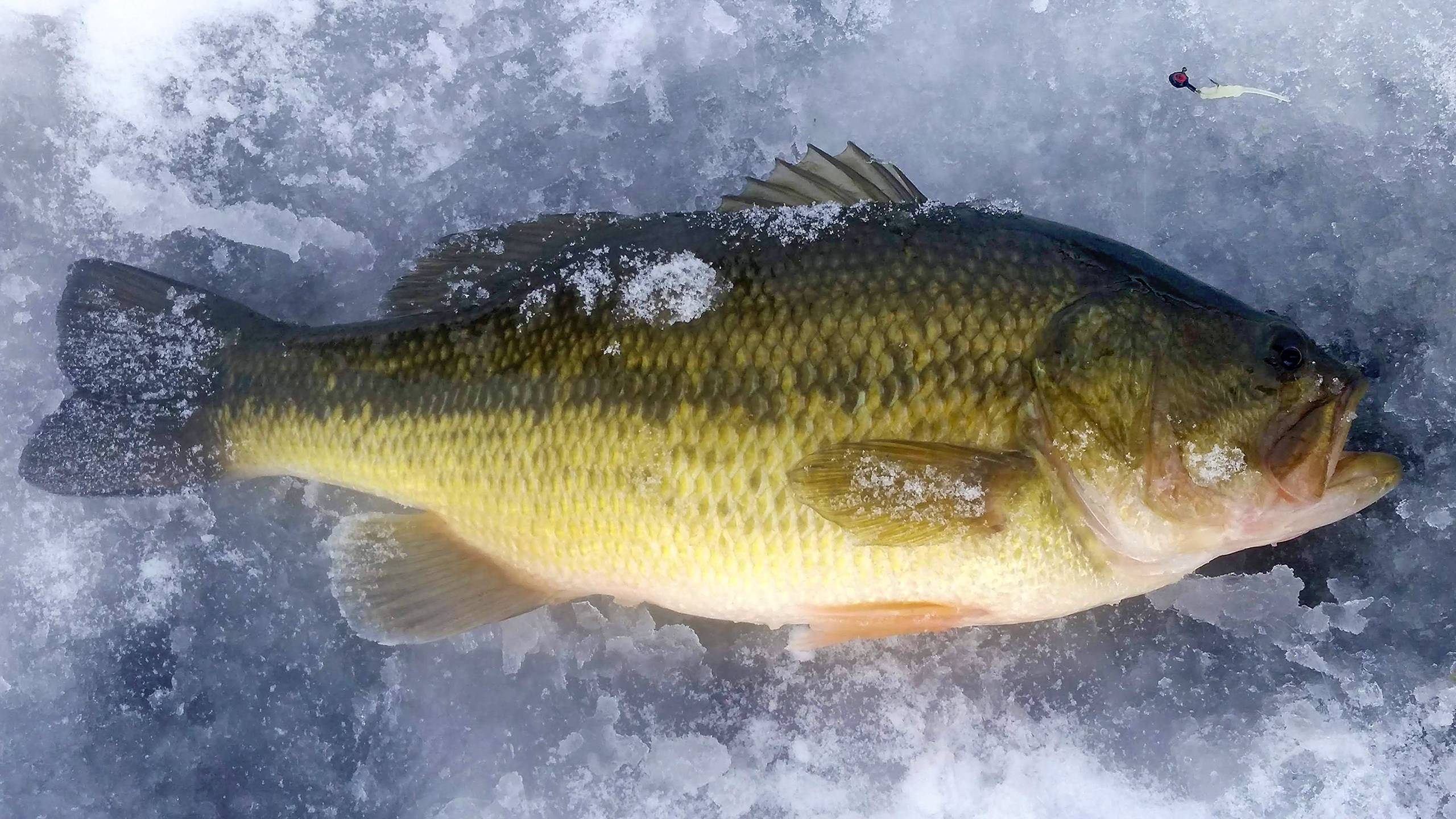 Can You Ice Fish for Bass? Best Winter Locations, Gear & Tips