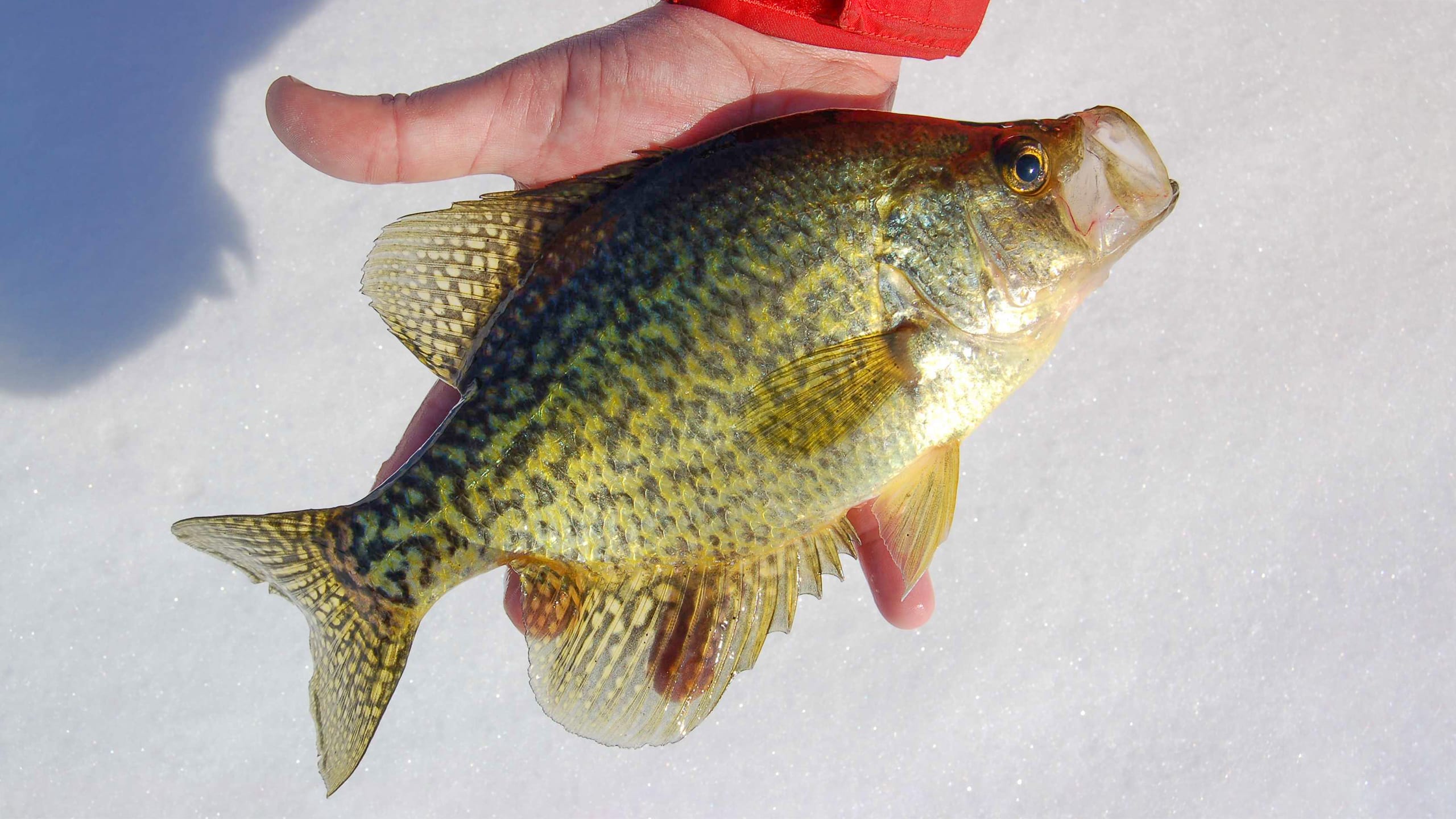 Master Ice Fishing: 4 Tips for Detecting Sensitive Bites This Winter