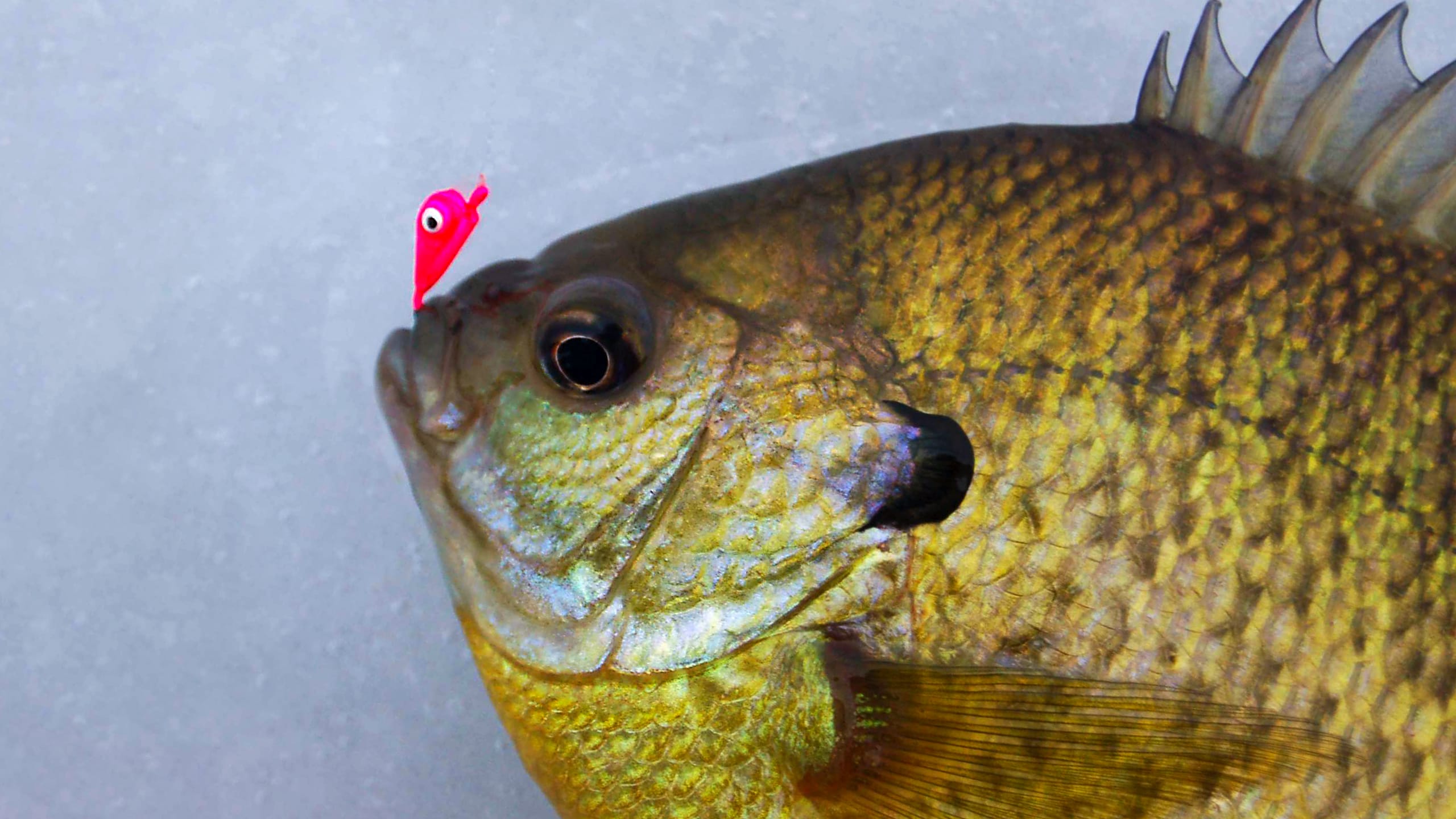 Master Ice Fishing: 4 Tips for Detecting Sensitive Bites This Winter