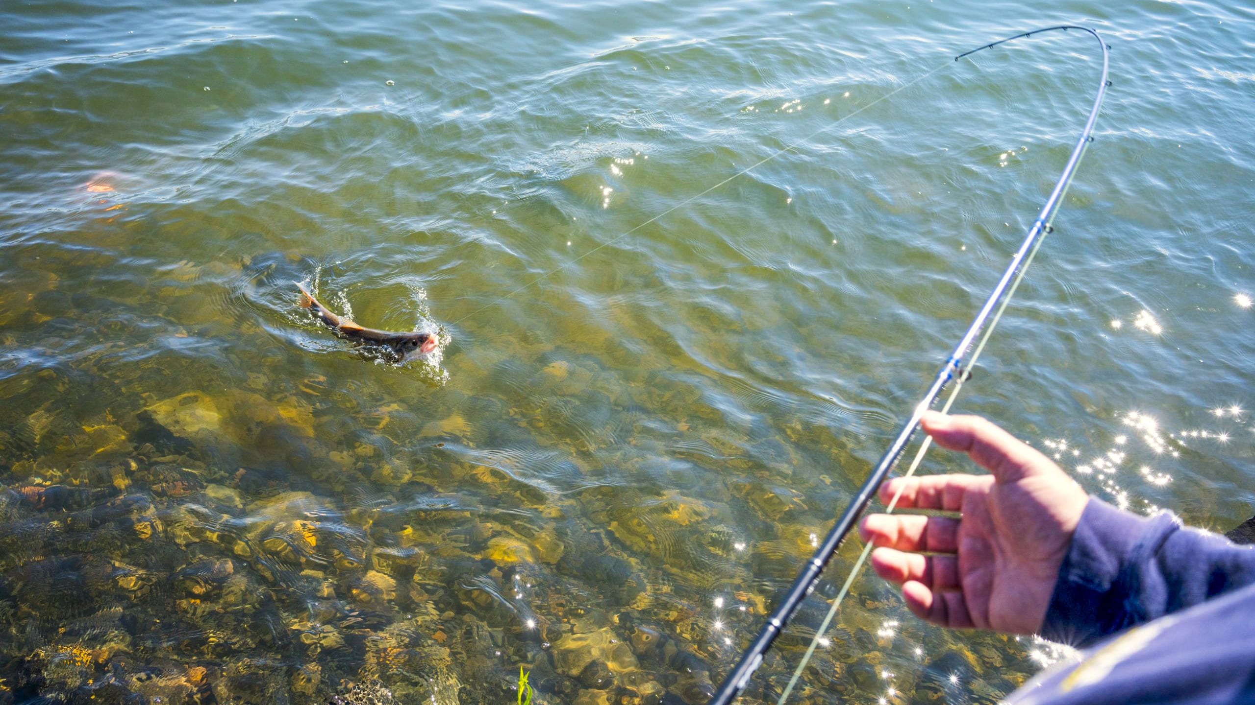 Angler Earns Record $164,000 in Columbia River Pikeminnow Program