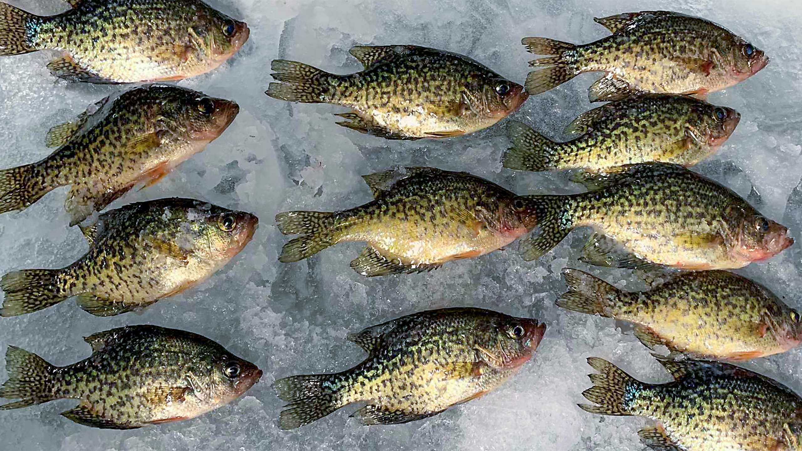 Winter Crappie Fishing: Why Crappies Go Deep and How to Catch Them