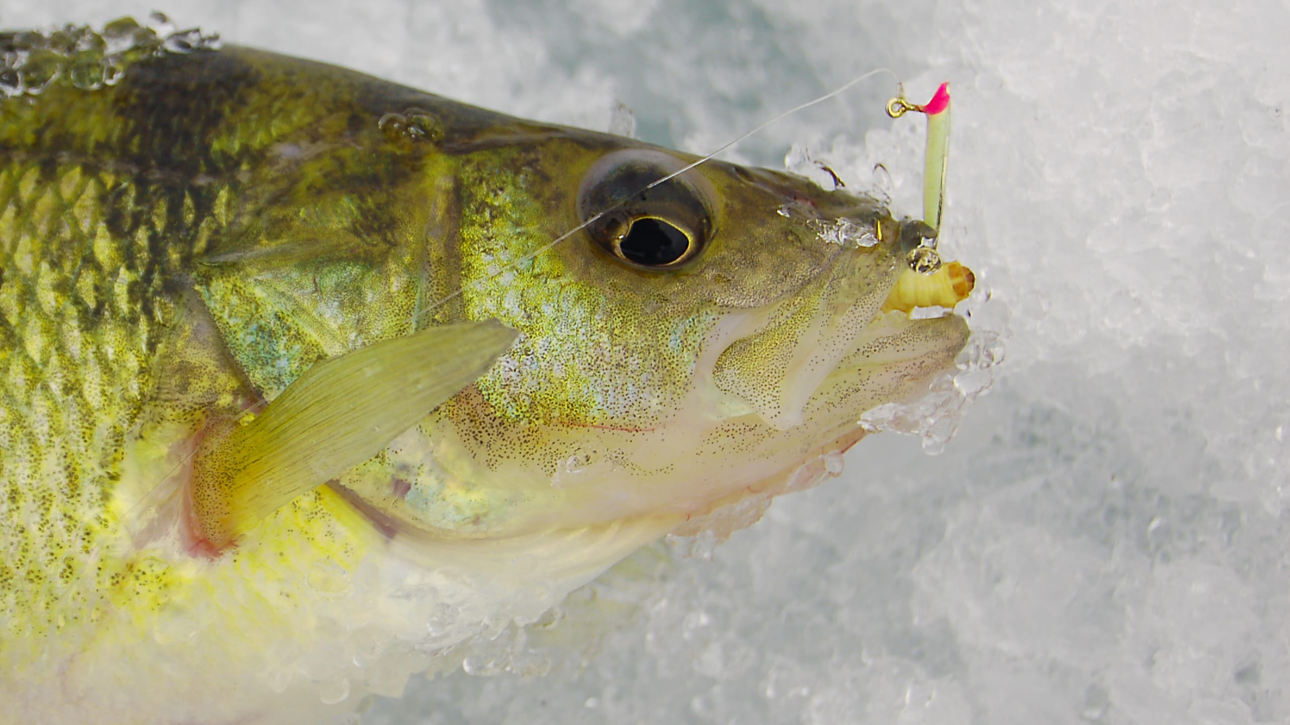 Top 5 Perch Rigs for Jumbo Perch: Ice Fishing Techniques That Work