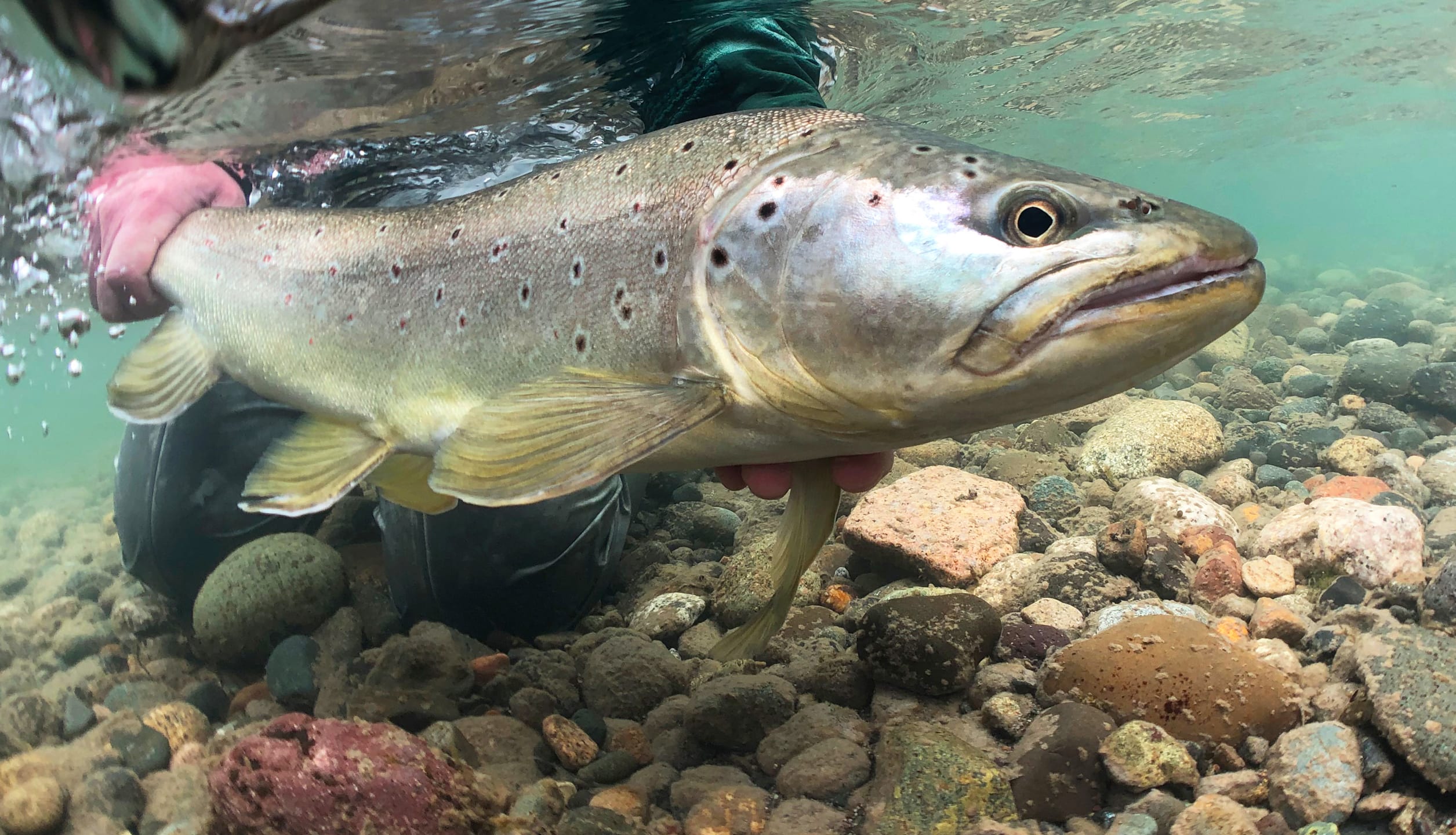 Unforgettable Fly Fishing in Chile: The Lessons I Learned in Patagonia
