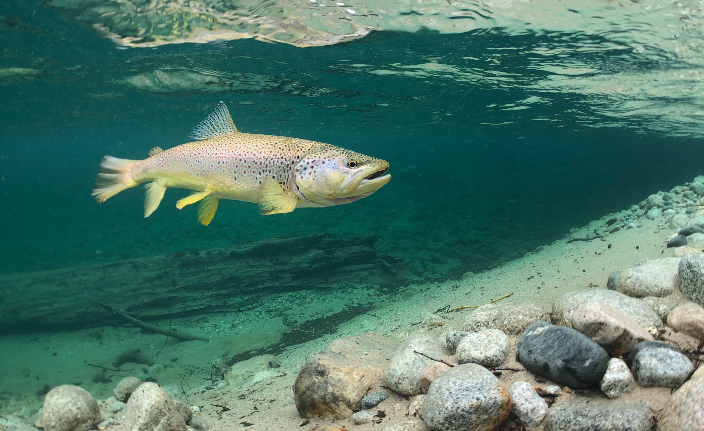 Unforgettable Fly Fishing in Chile: The Lessons I Learned in Patagonia