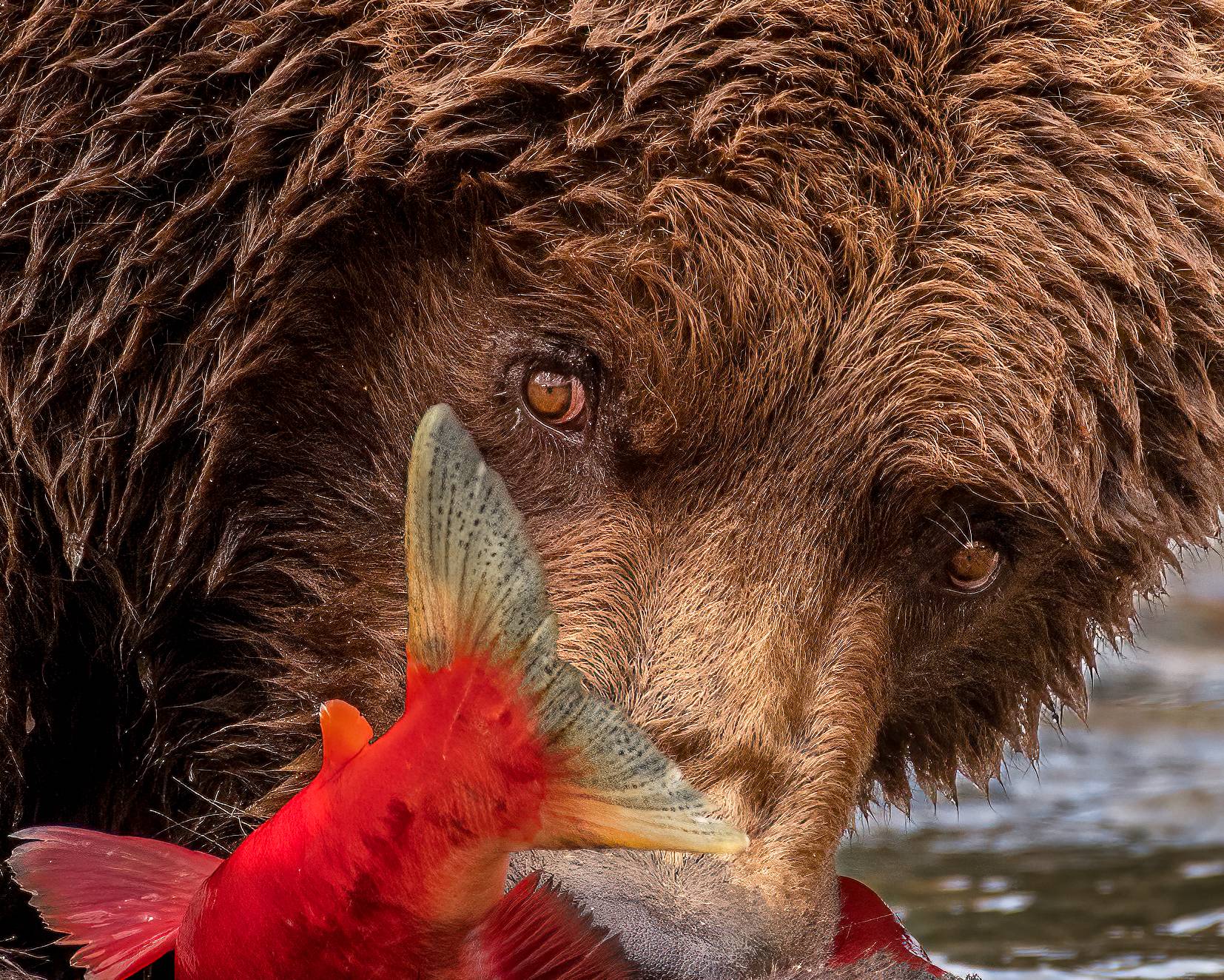 Wild Encounters: 20 Years of Photographing and Fishing with Bears