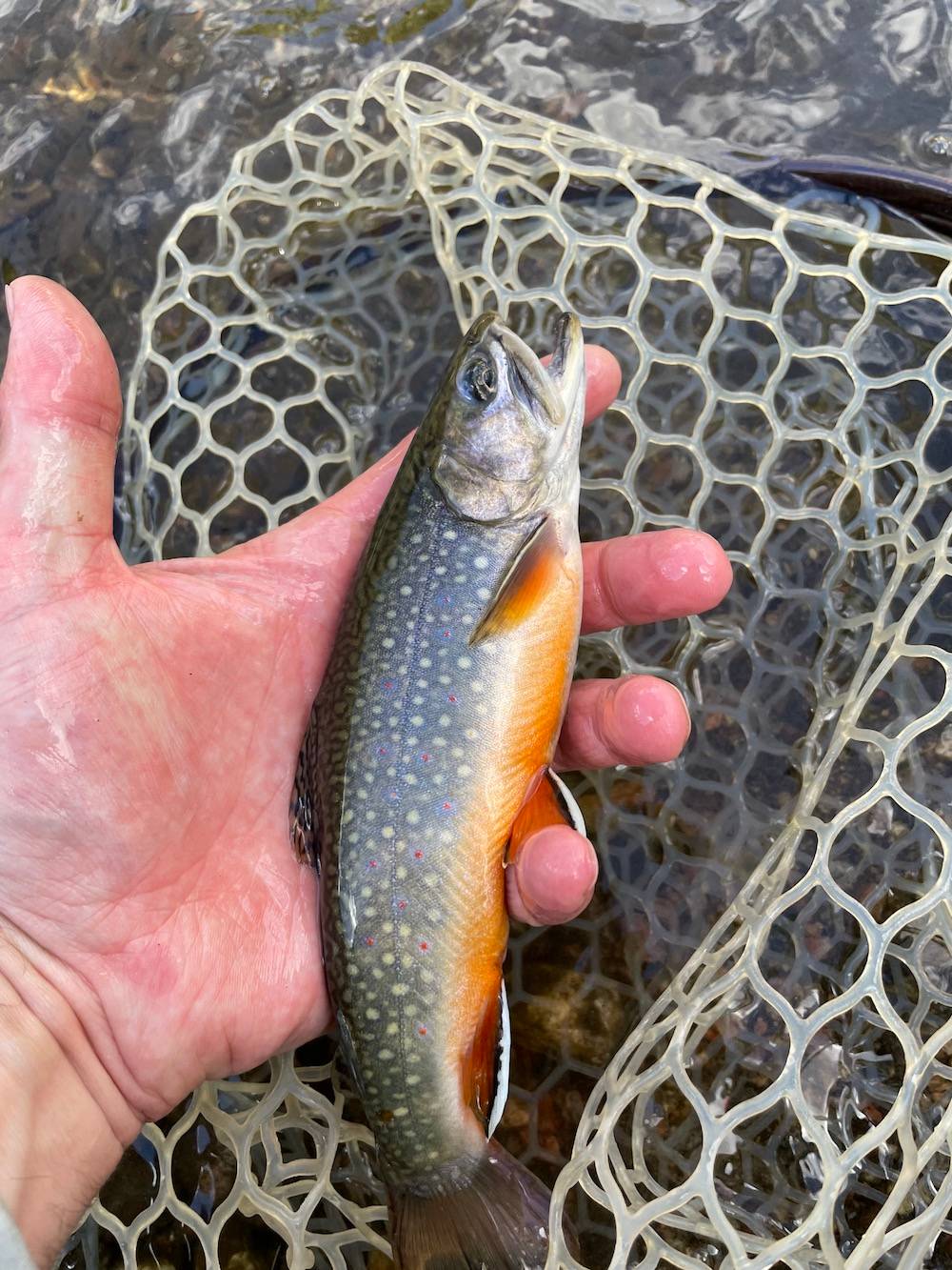 The Dry Fly: A Beginner Trout Angler’s Best Friend