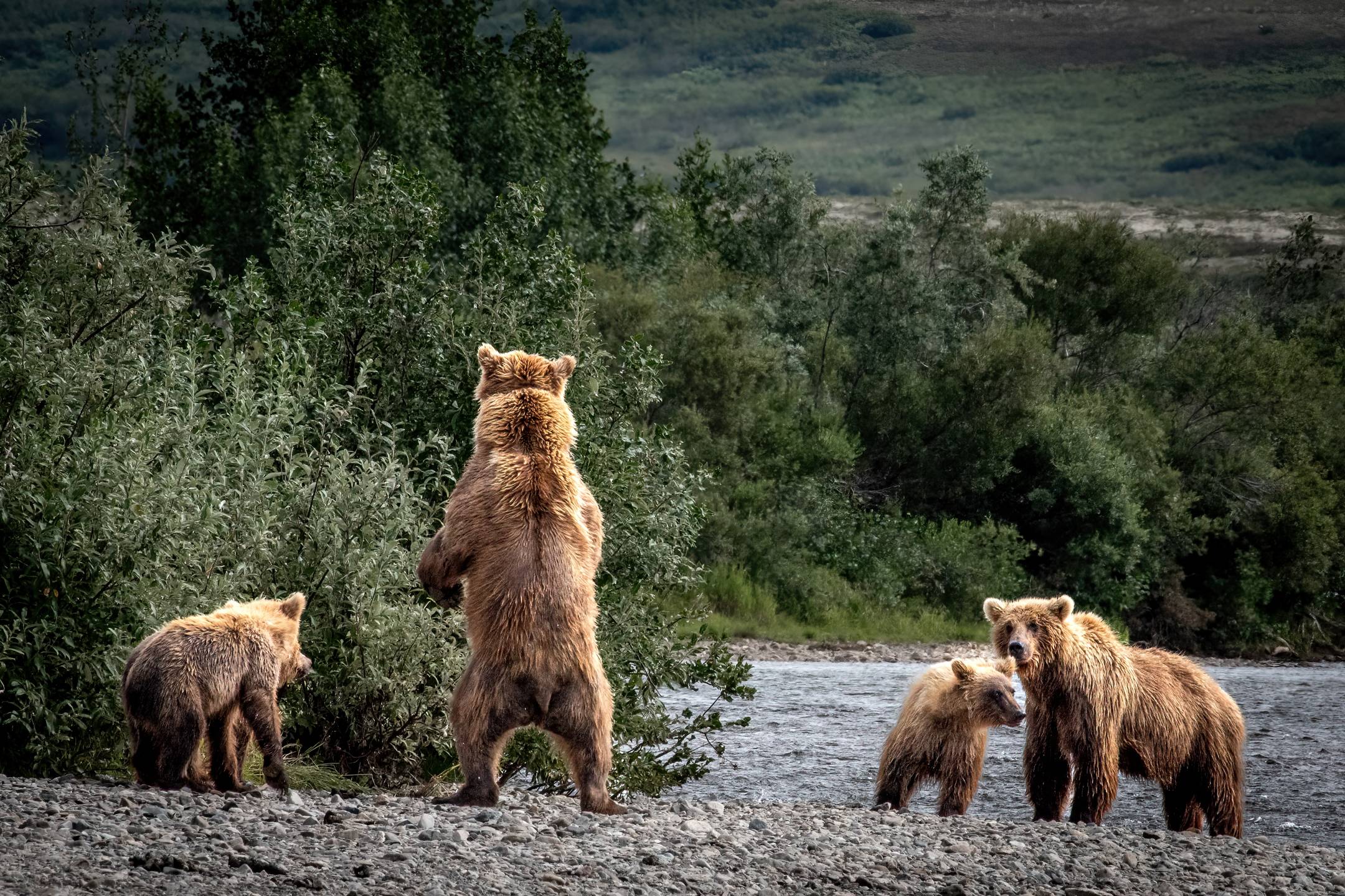 Bear protection while fly fishing wild waters. The Video that changed ...