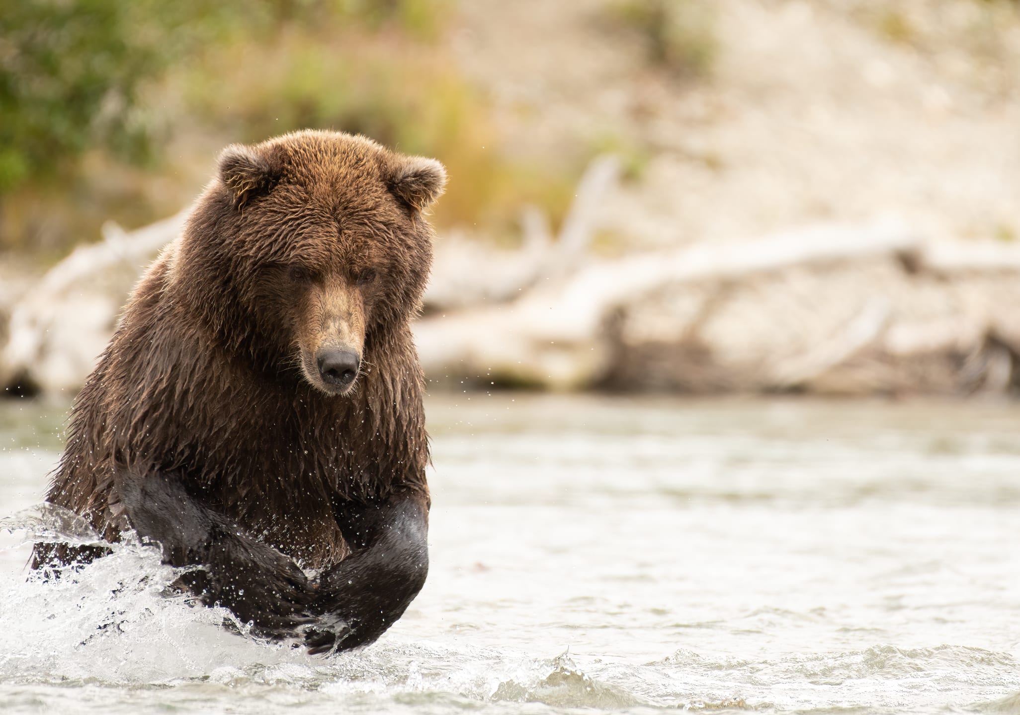 Bear protection while fly fishing wild waters. The Video that changed ...