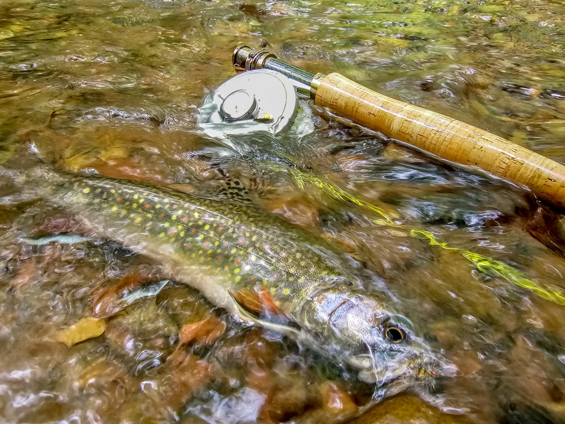 Fly Fishing Small Streams: 5 Essential Tips and Tricks