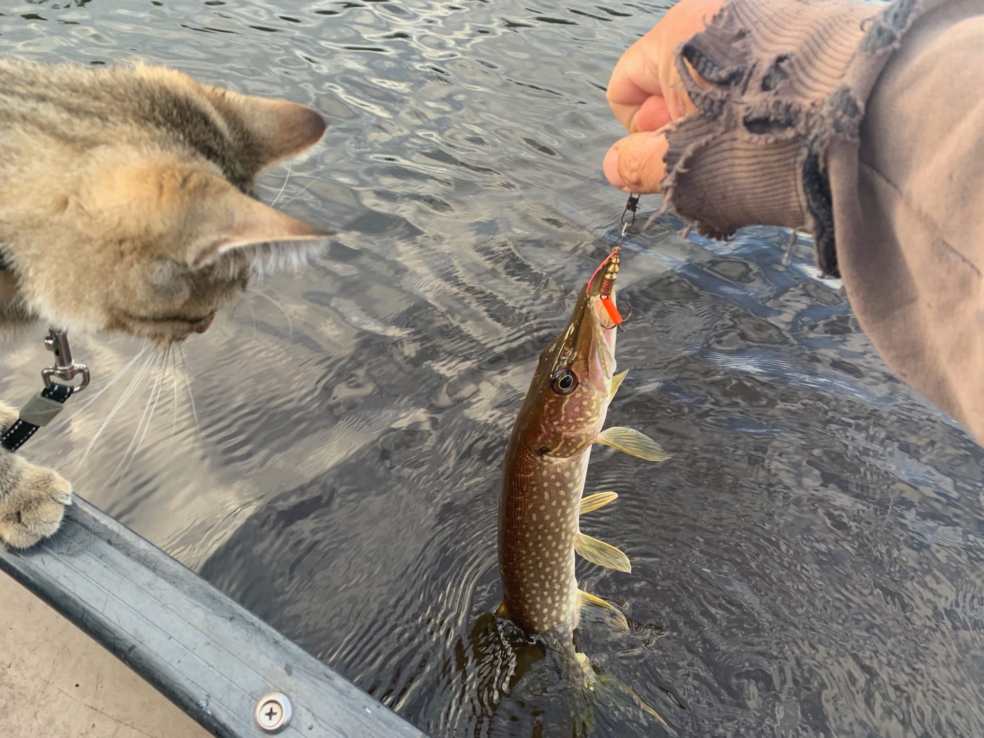 Best Northern Pike Lures: 5 Proven Baits That Trigger Aggressive Strikes