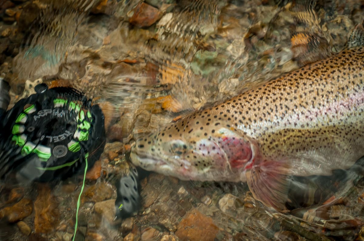 Chetola Resort | A Blue Ridge Mountain Fly Fishing Gem