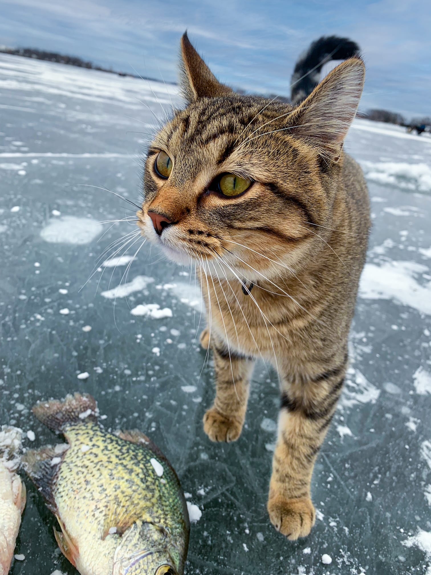 how do cats catch fish