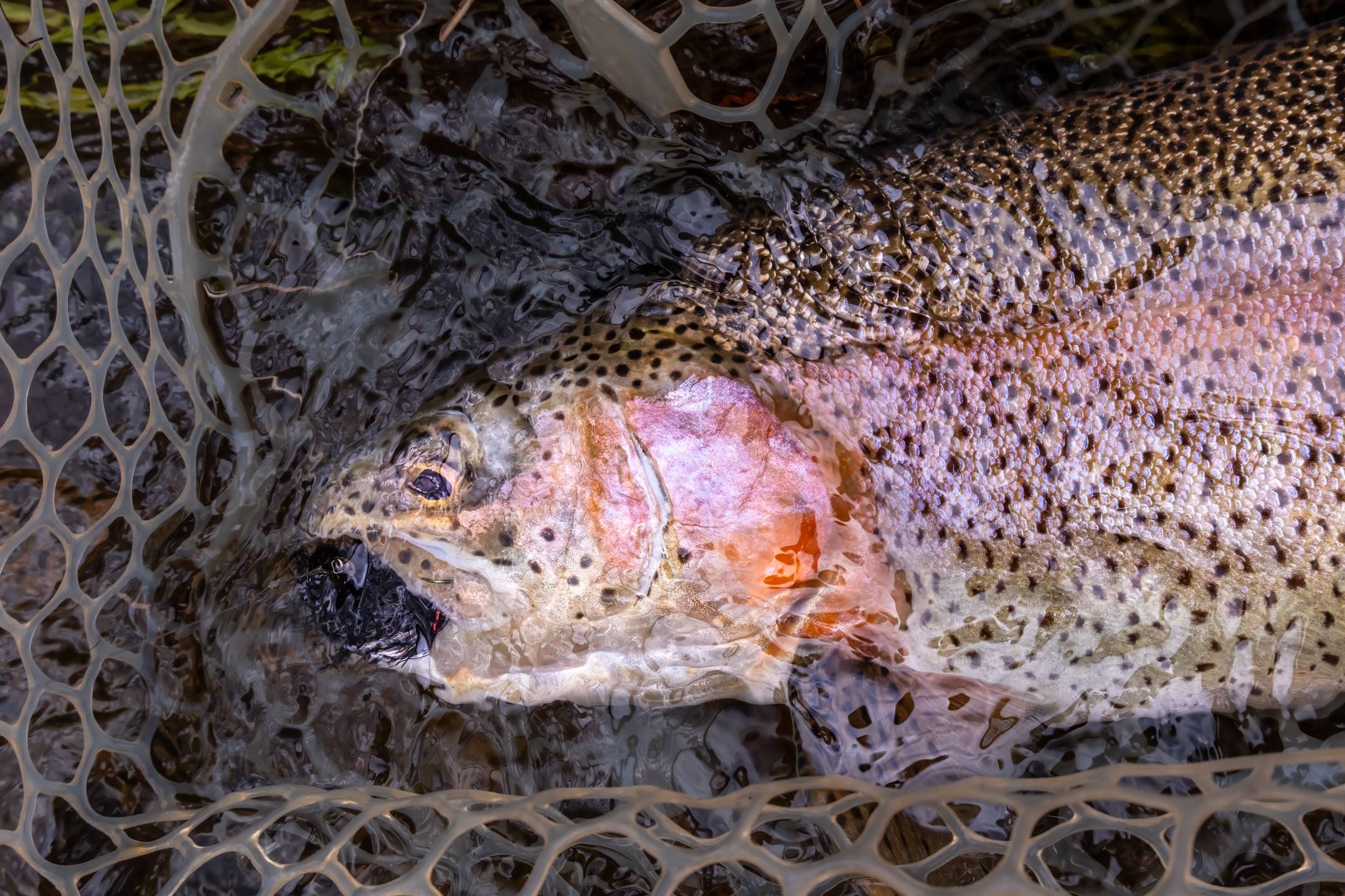 The Hythe in Vail: Proving Luxury Resorts Can Deliver Serious Fly Fishing