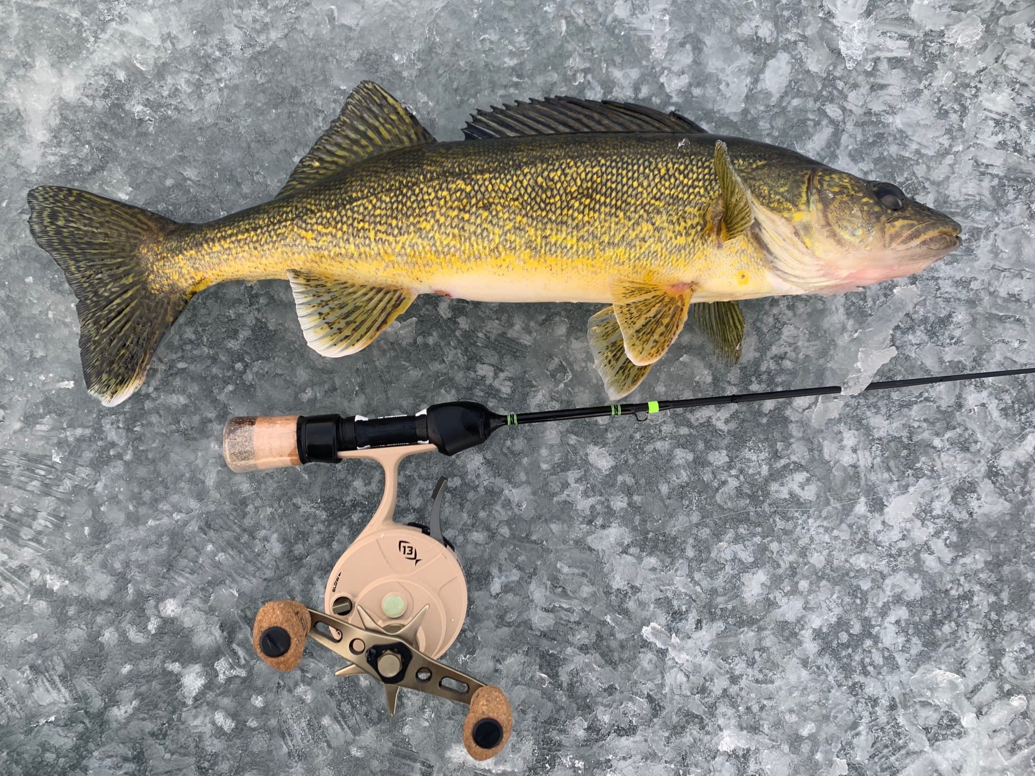 are walleye aggressive