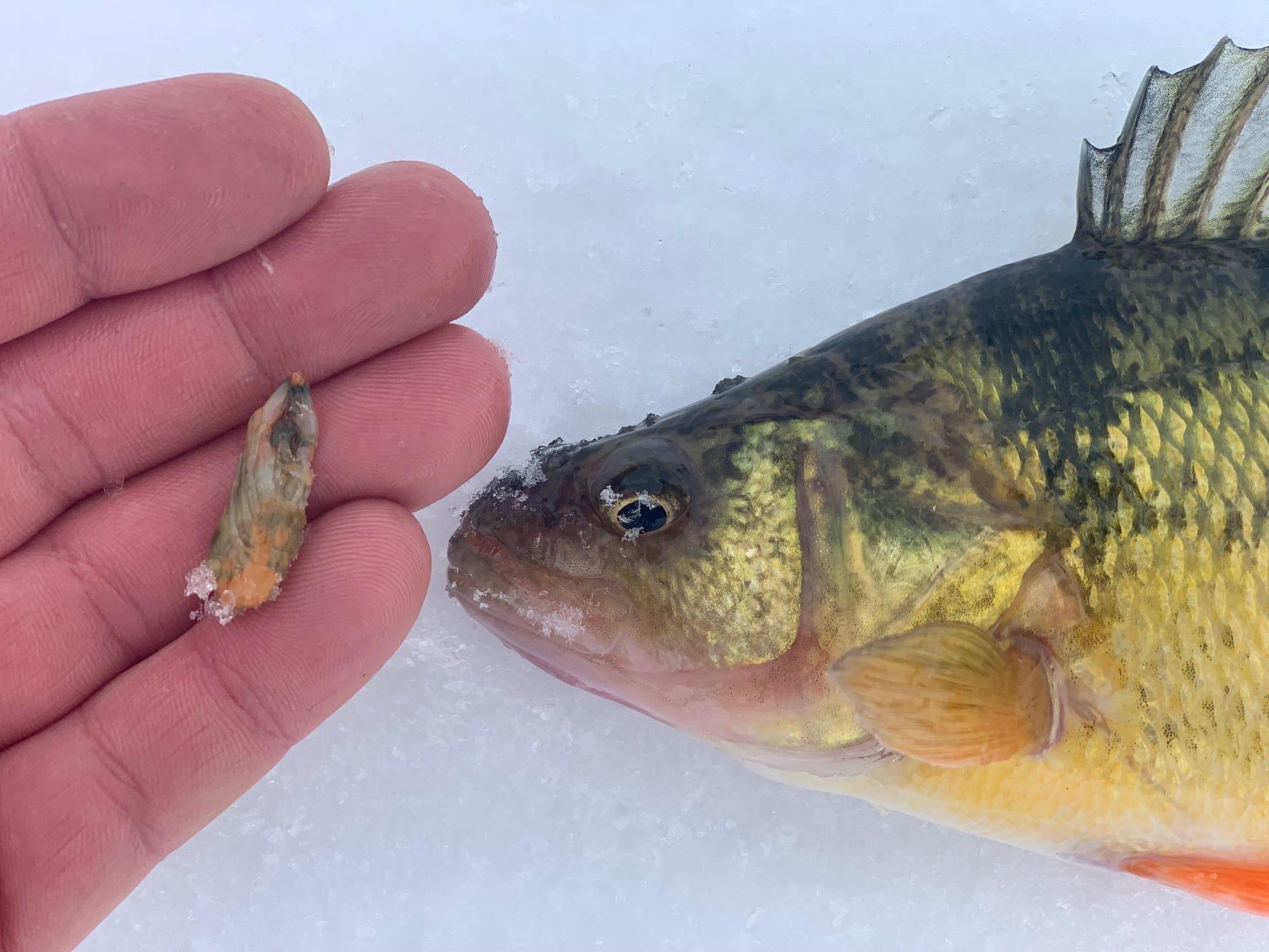 can small fish bite