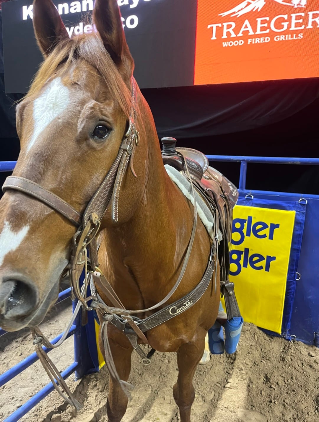 Hazers of the National Finals Rodeo: The Unsung Heroes Beside the Success