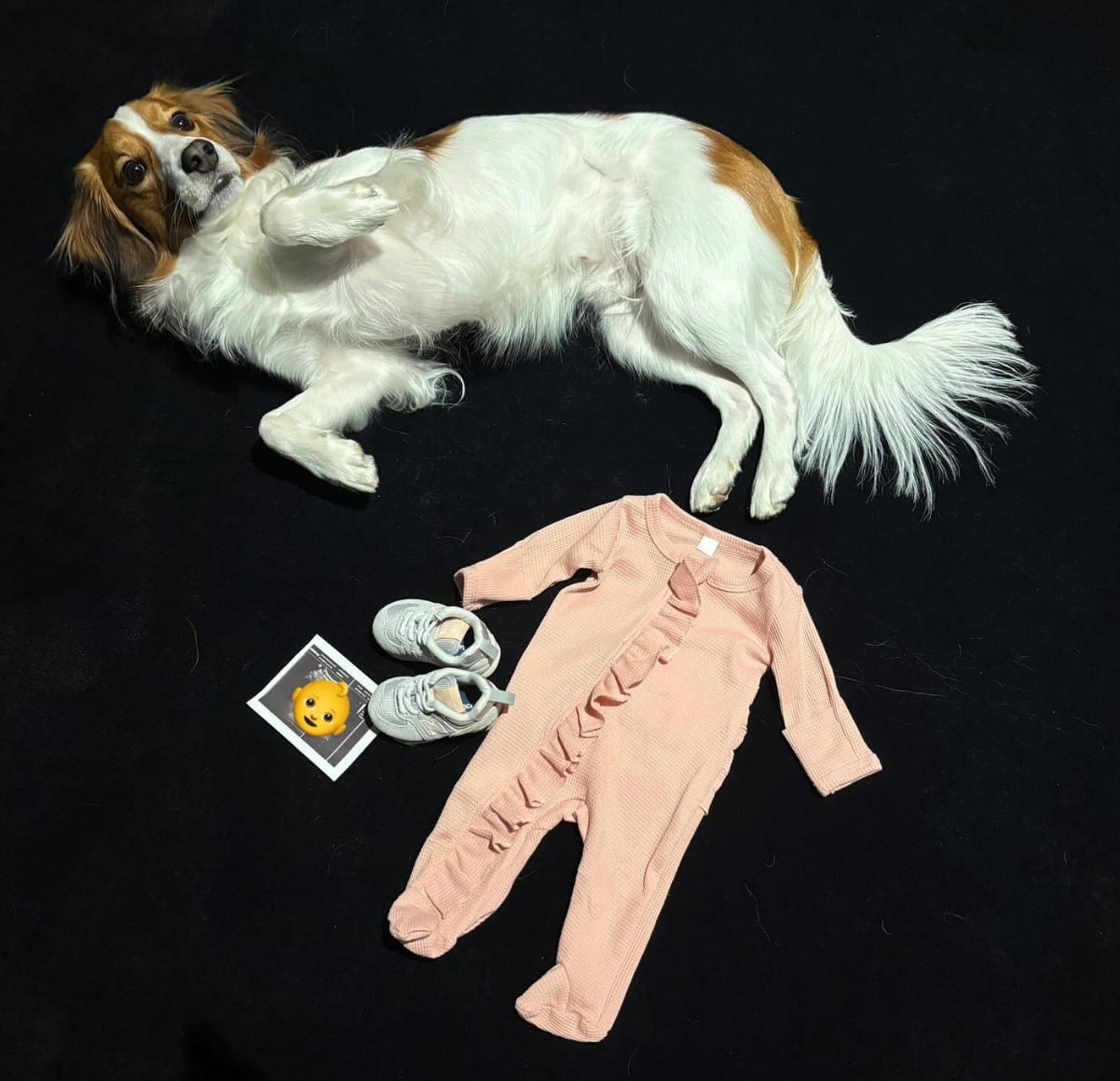 Shohei Ohtani, wife Mamiko Tanaka's dog Decoy crushes baby announcement