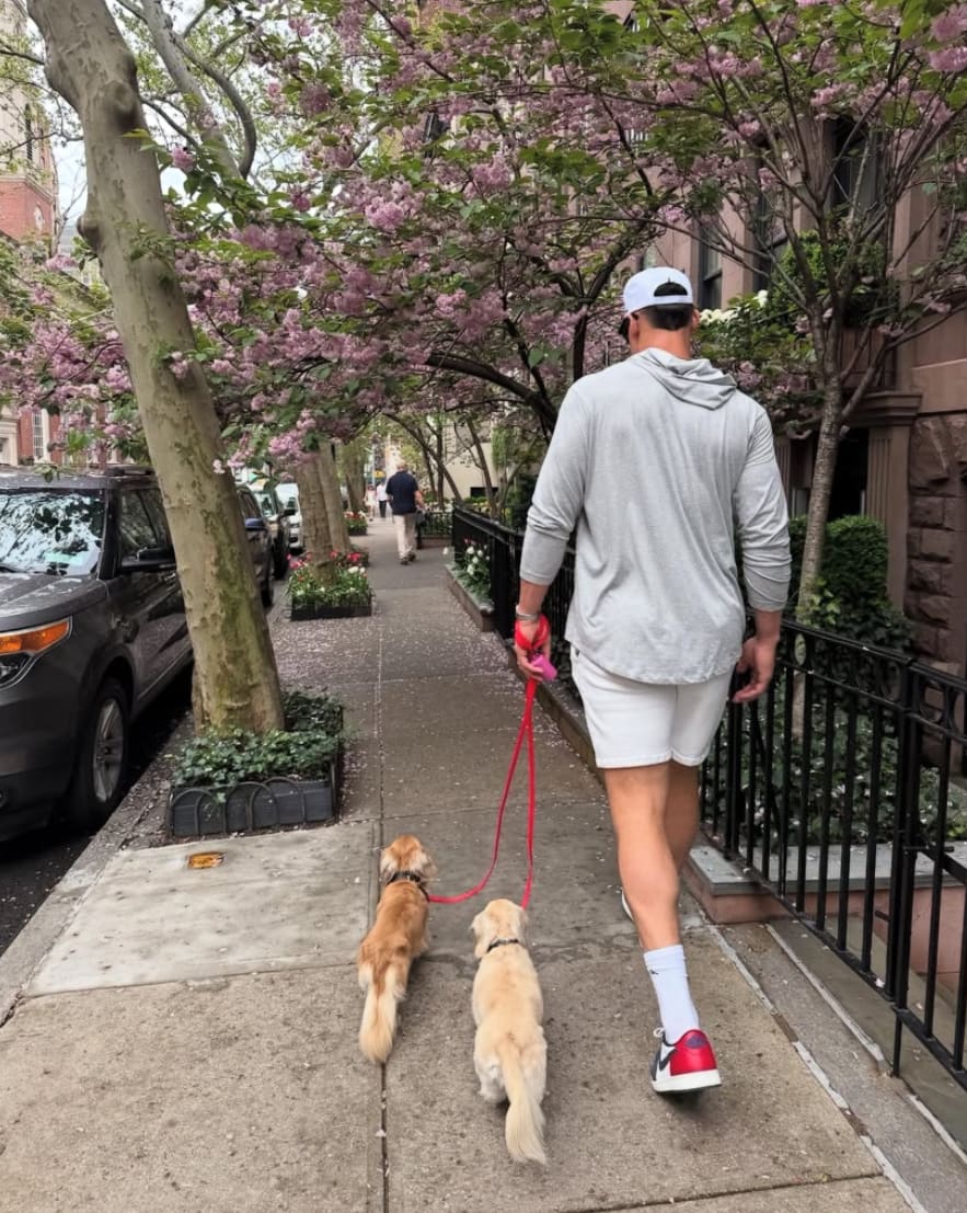 6-foot-7 Yankees star Aaron Judge walks his tiny dogs through NYC in ...