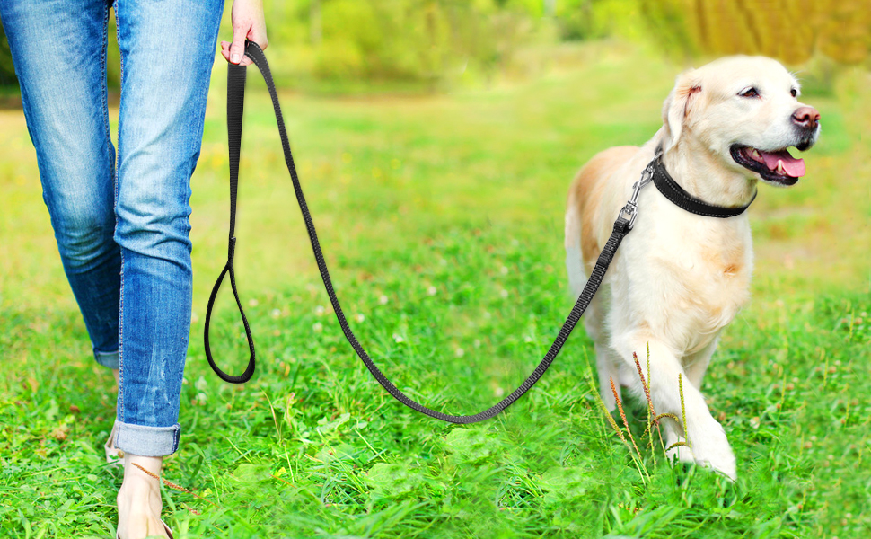 15 Must-Have Accessories for Any Dog Owner