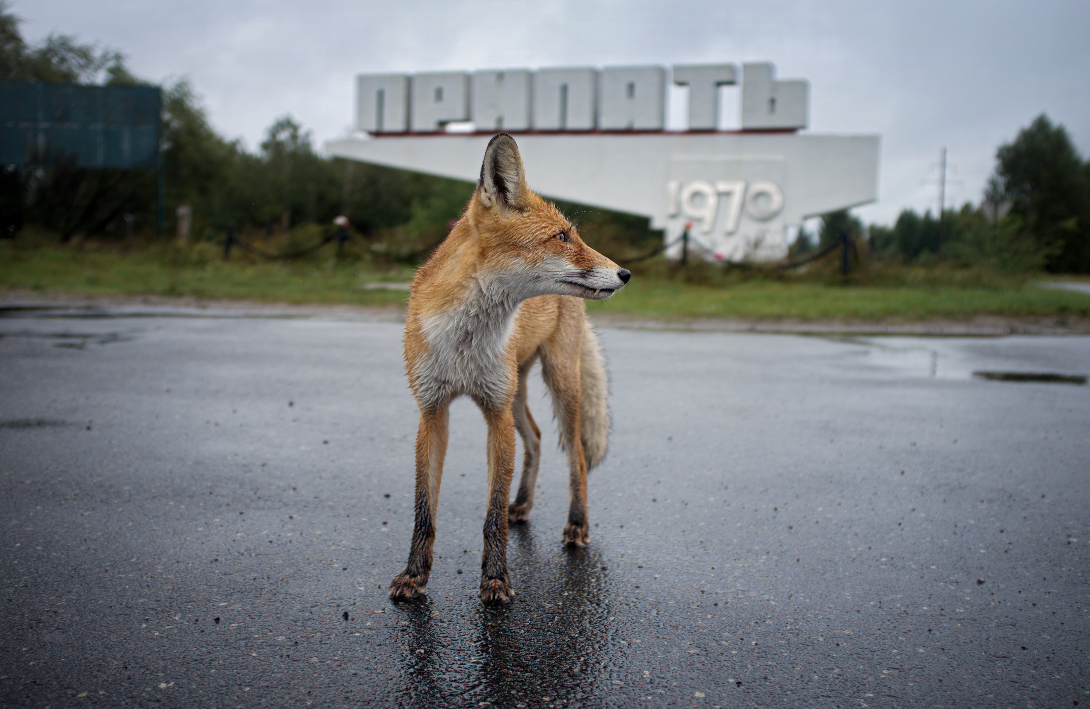 11 Facts About the Animals of Chernobyl