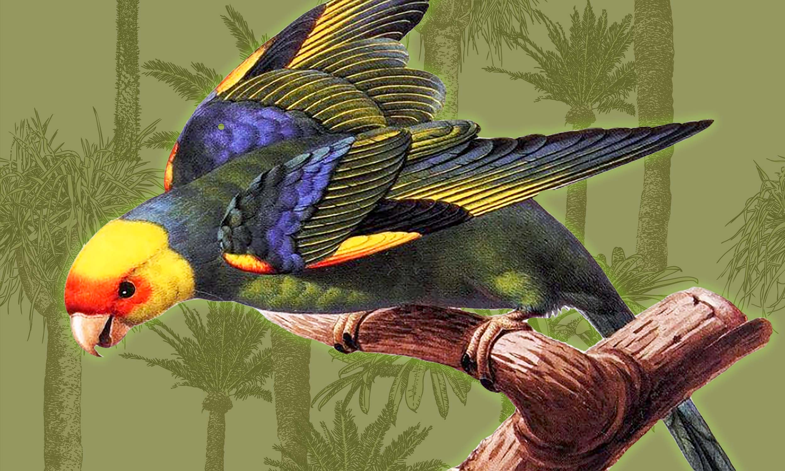 The Curious Extinction of the Carolina Parakeet
