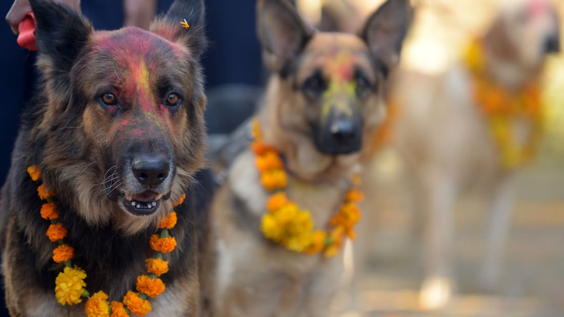 6 Fall Festivals Around the World That Celebrate Animals | Mental Floss