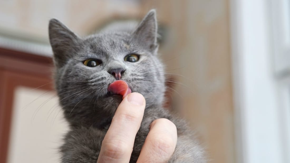 Your Cat Probably Would Eat Your Rotting Corpse | Mental Floss