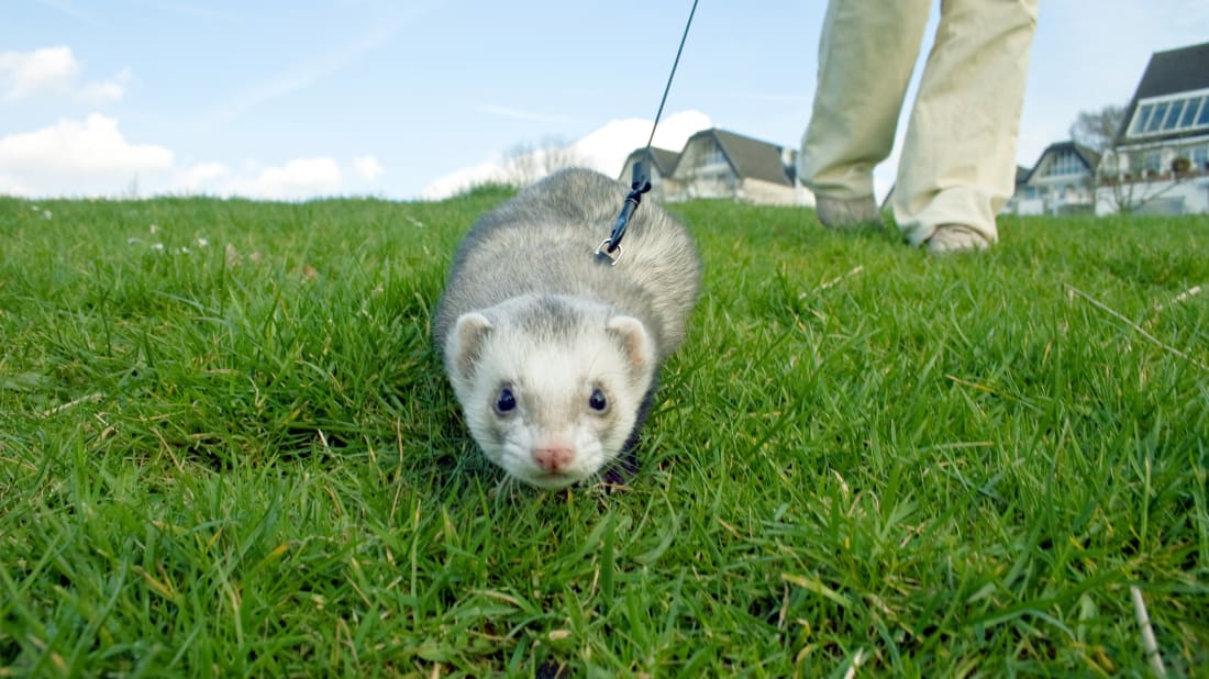 13 Fun Facts About Ferrets | Mental Floss