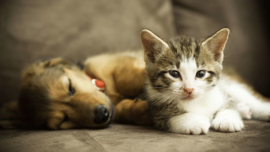 Cats vs. Dogs: This Map Shows Which Pet the World Prefers | Mental Floss