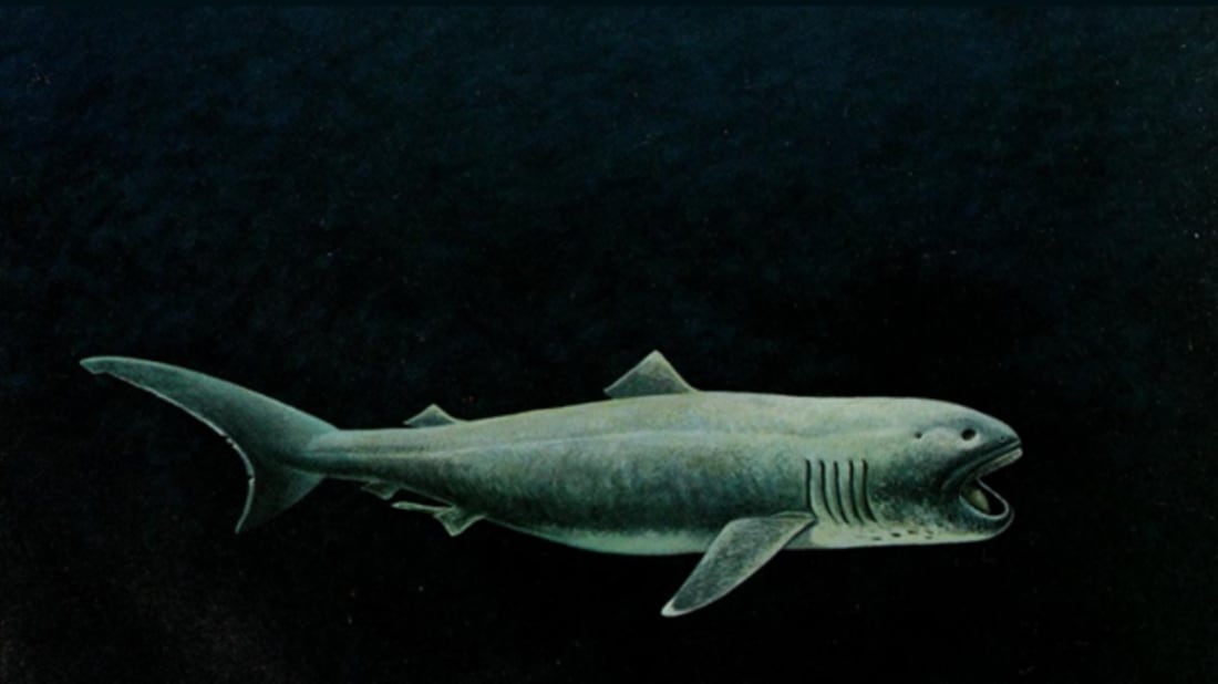 11 Facts About the Megamouth Shark | Mental Floss