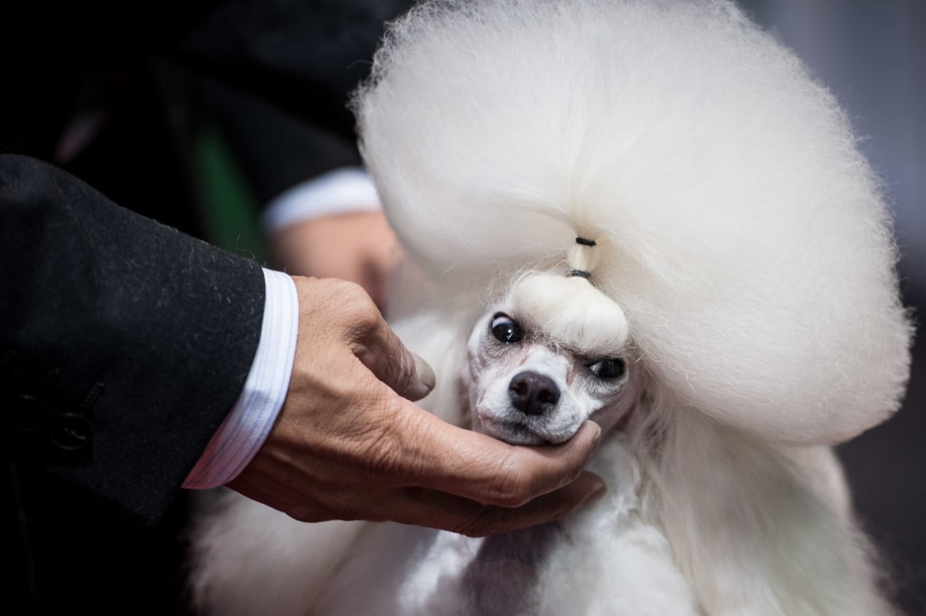 10 Facts About Poodles