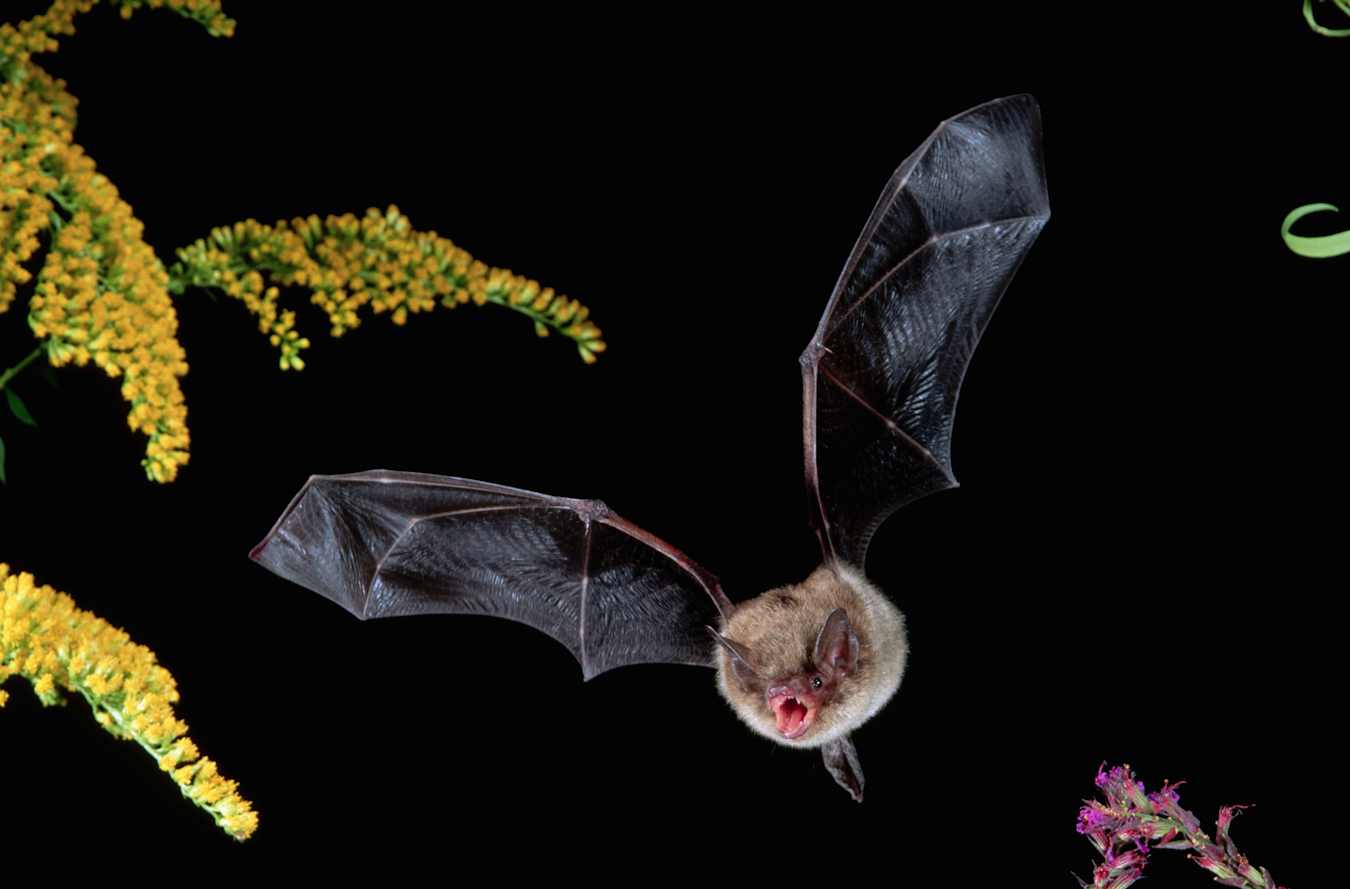 Why 7 Animals Became Associated With Halloween