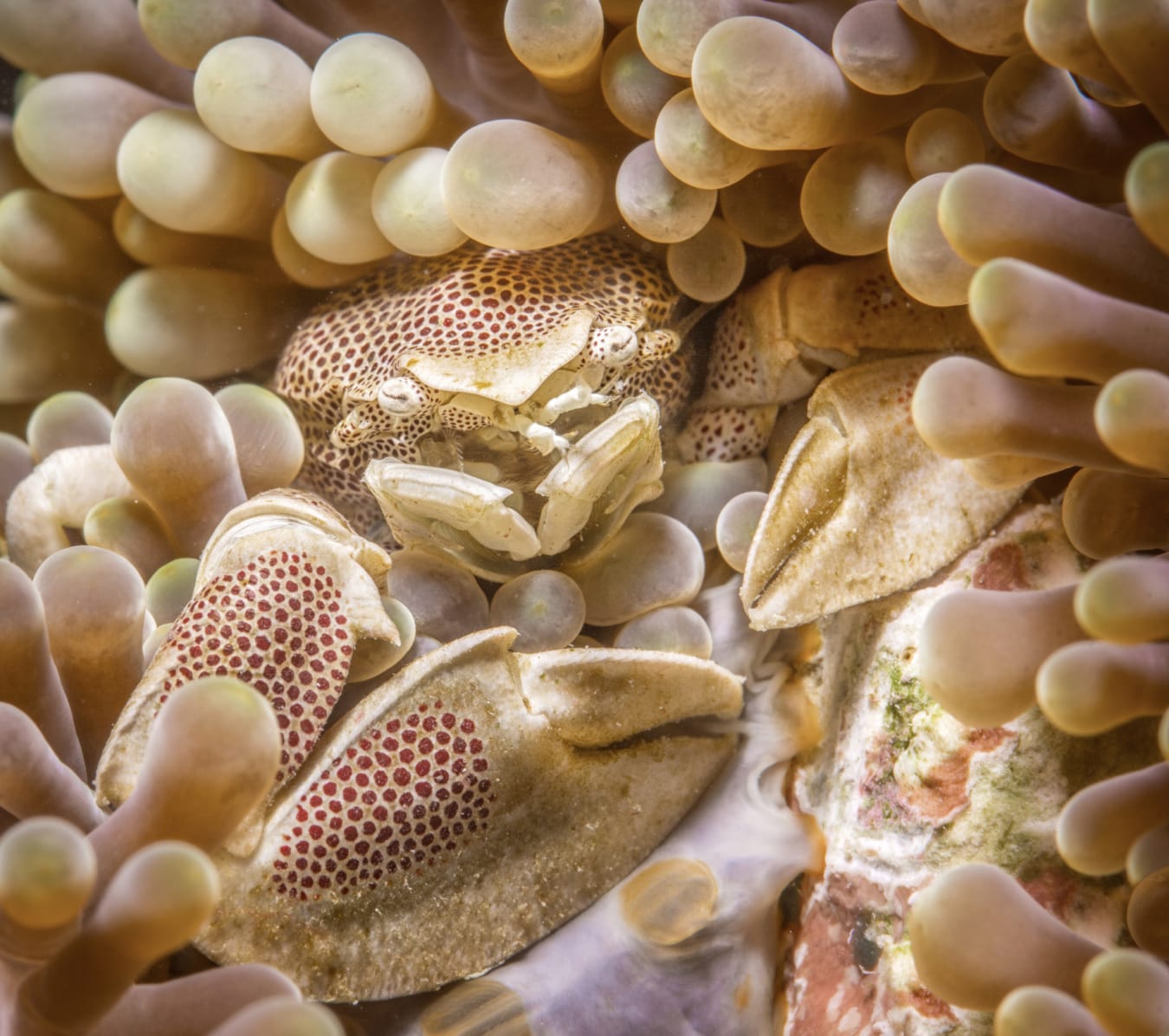 10 Modern Inventions Modeled After Nature