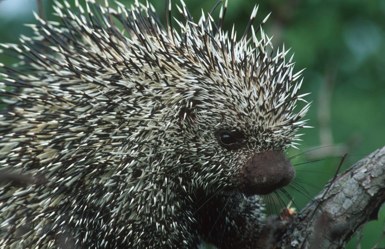 15 Delightfully Descriptive French Animal Names