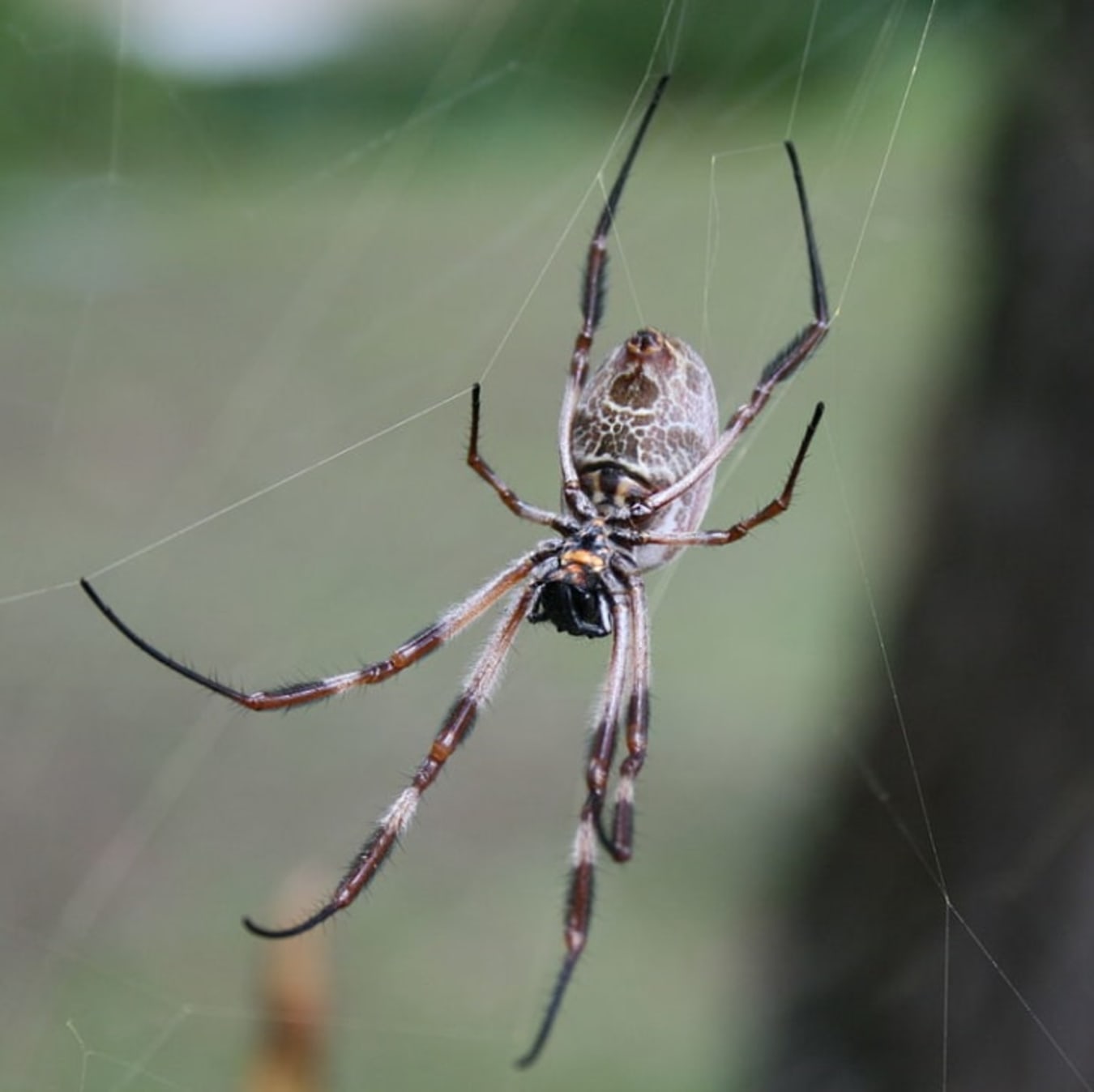 5 Terrifyingly Huge Spiders | Mental Floss