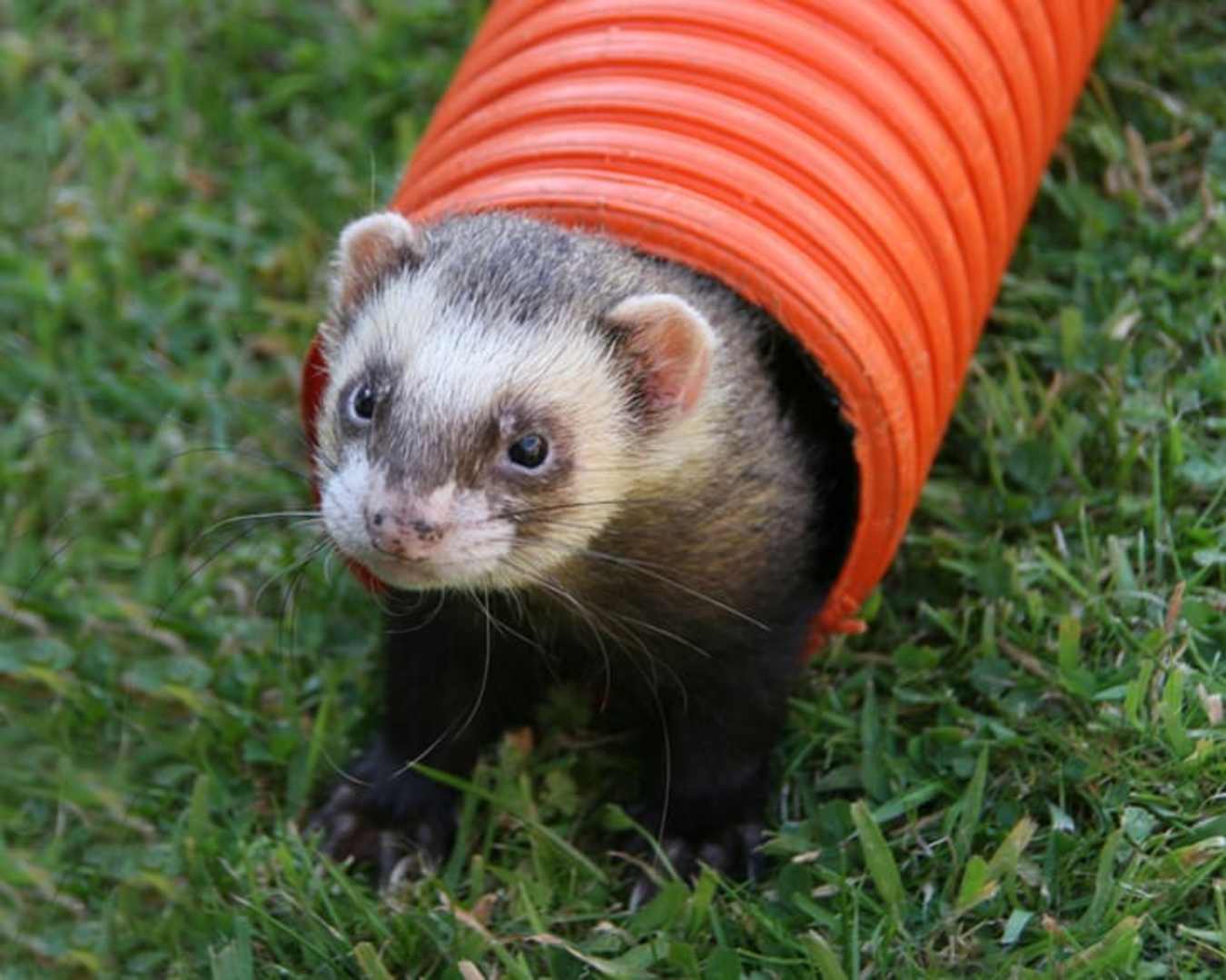 13 Fun Facts About Ferrets | Mental Floss