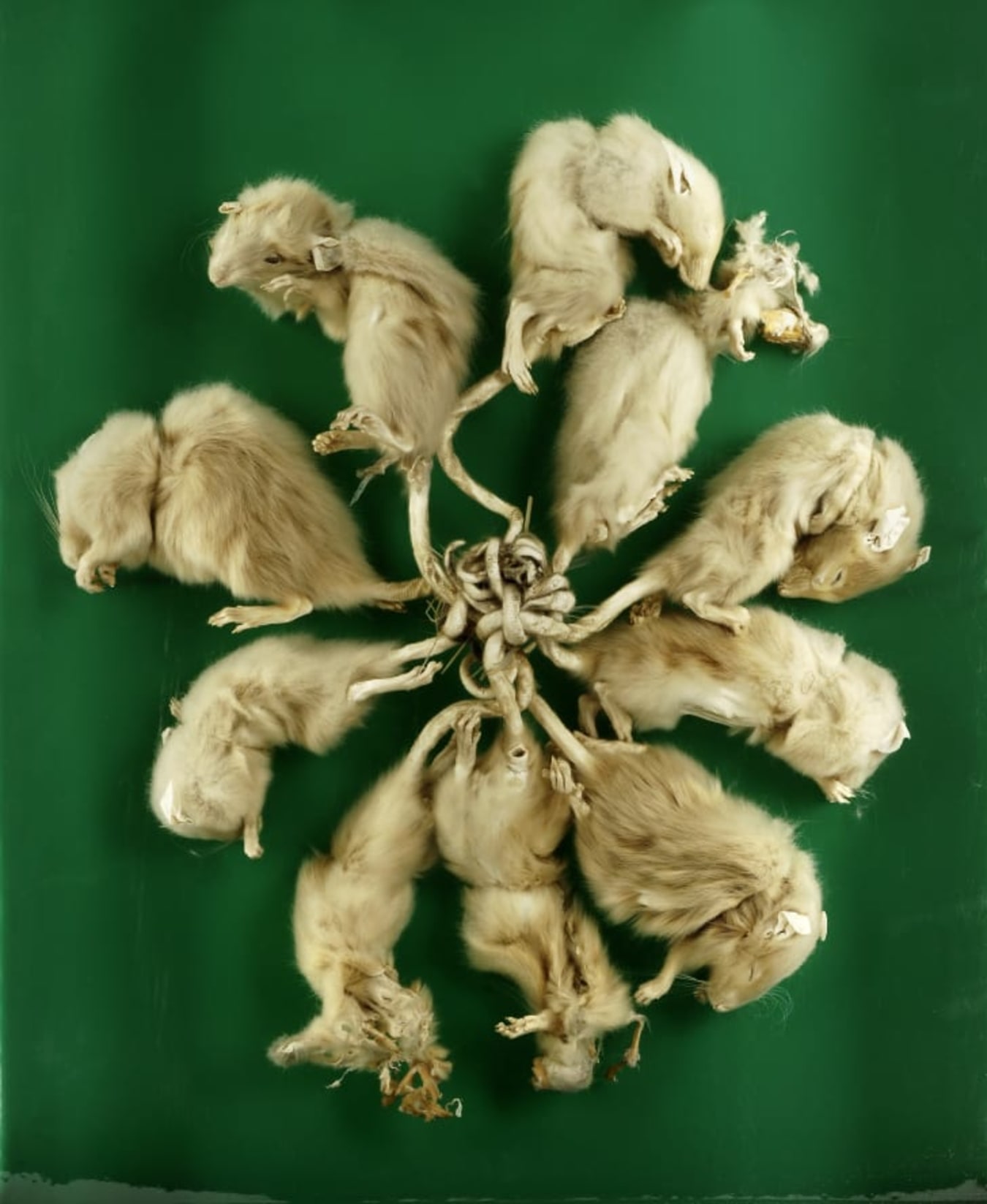 An (Almost) Comprehensive History of Rat Kings | Mental Floss