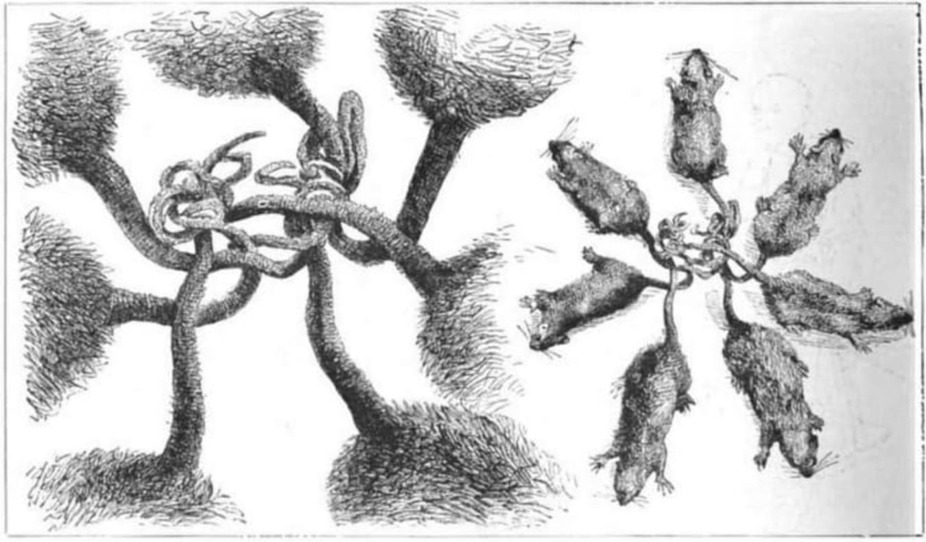 An (Almost) Comprehensive History of Rat Kings | Mental Floss