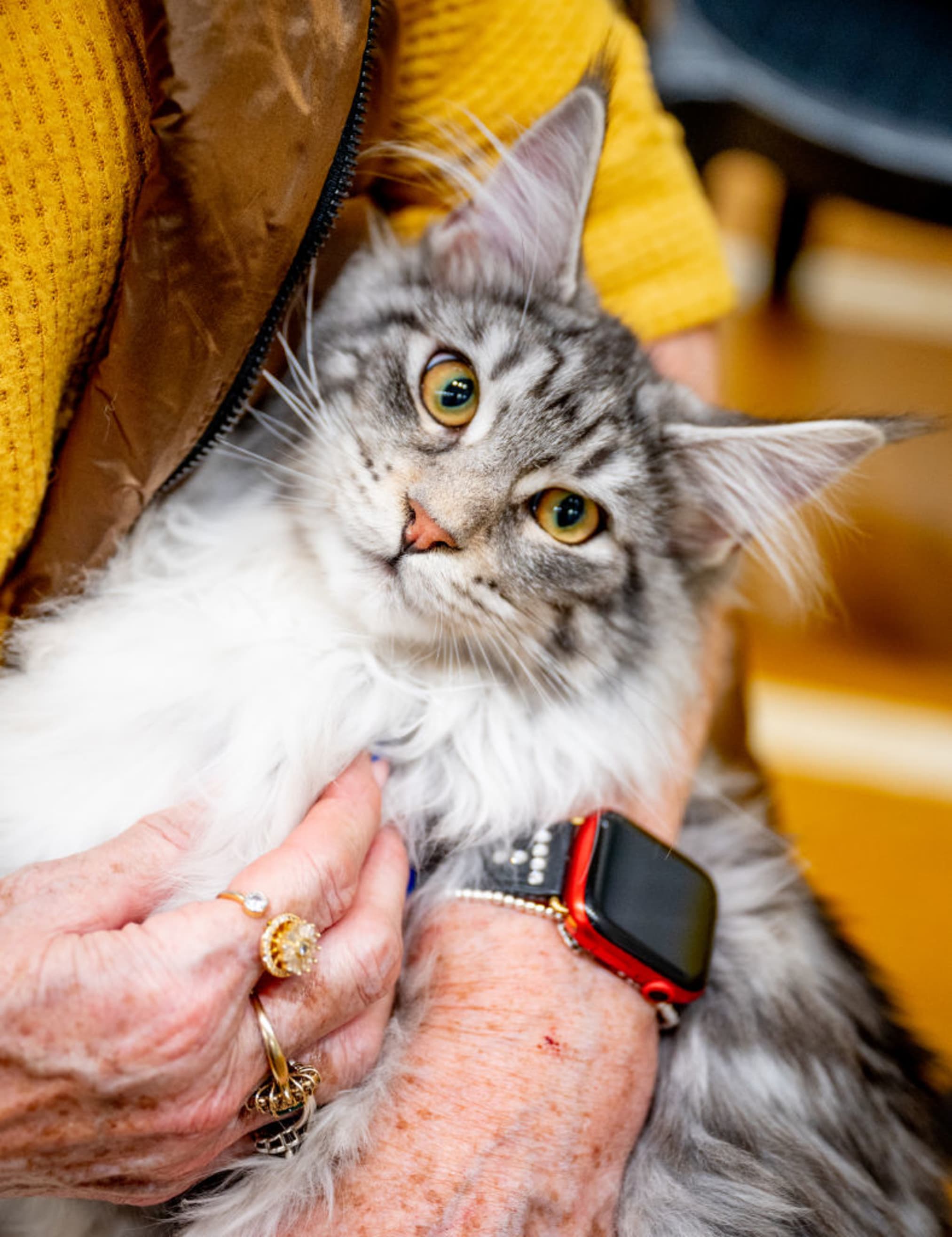 10 Science-Backed Tips for Getting a Cat to Like You